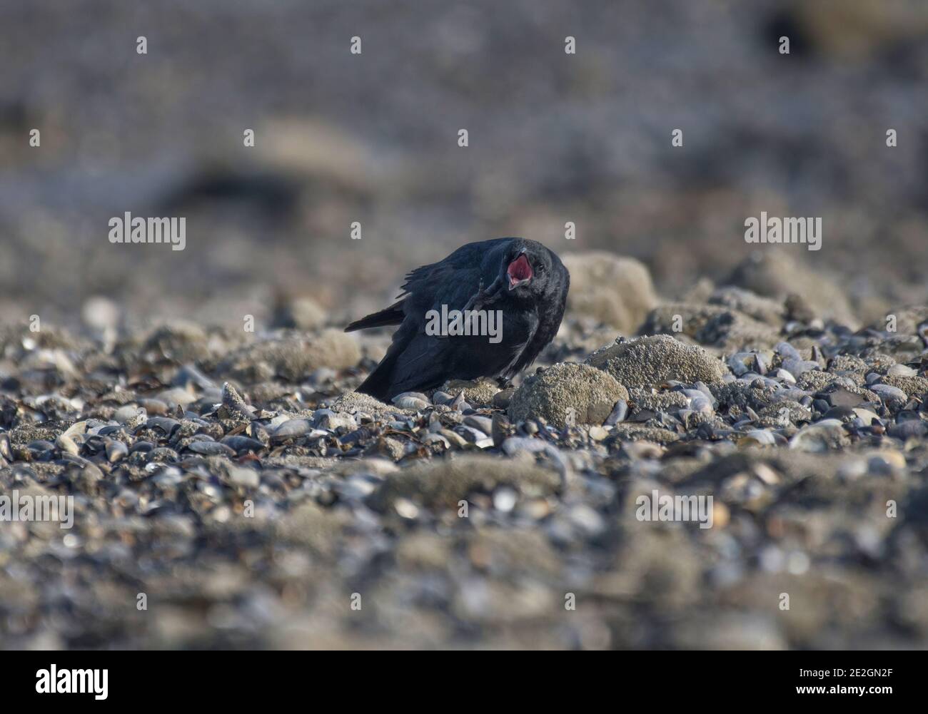Crow foot hi-res stock photography and images - Alamy