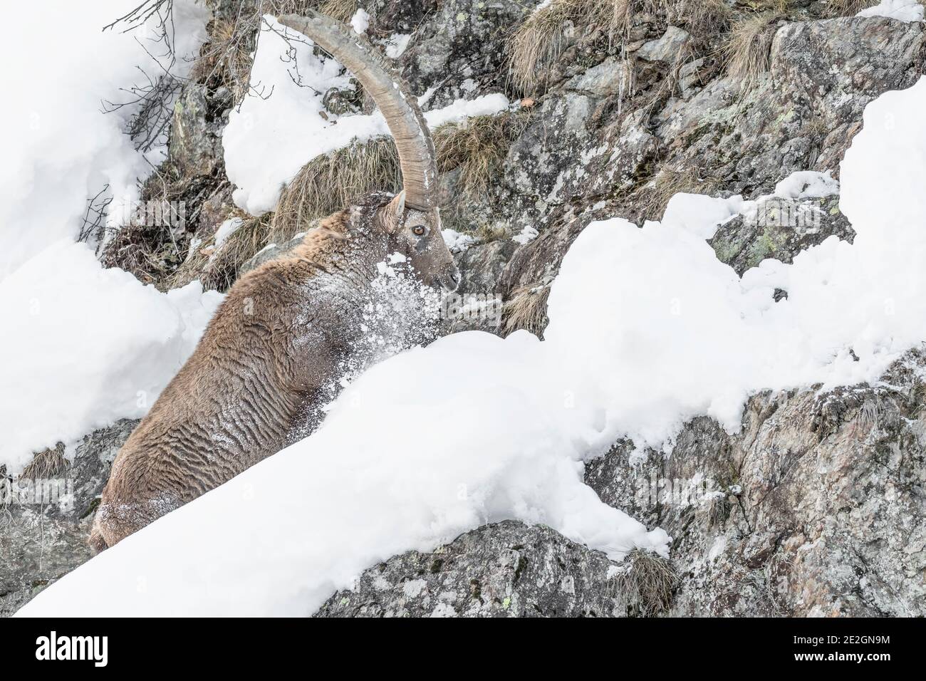 Alpine ibex male digs in the snow to advance (Capra ibex Stock Photo ...