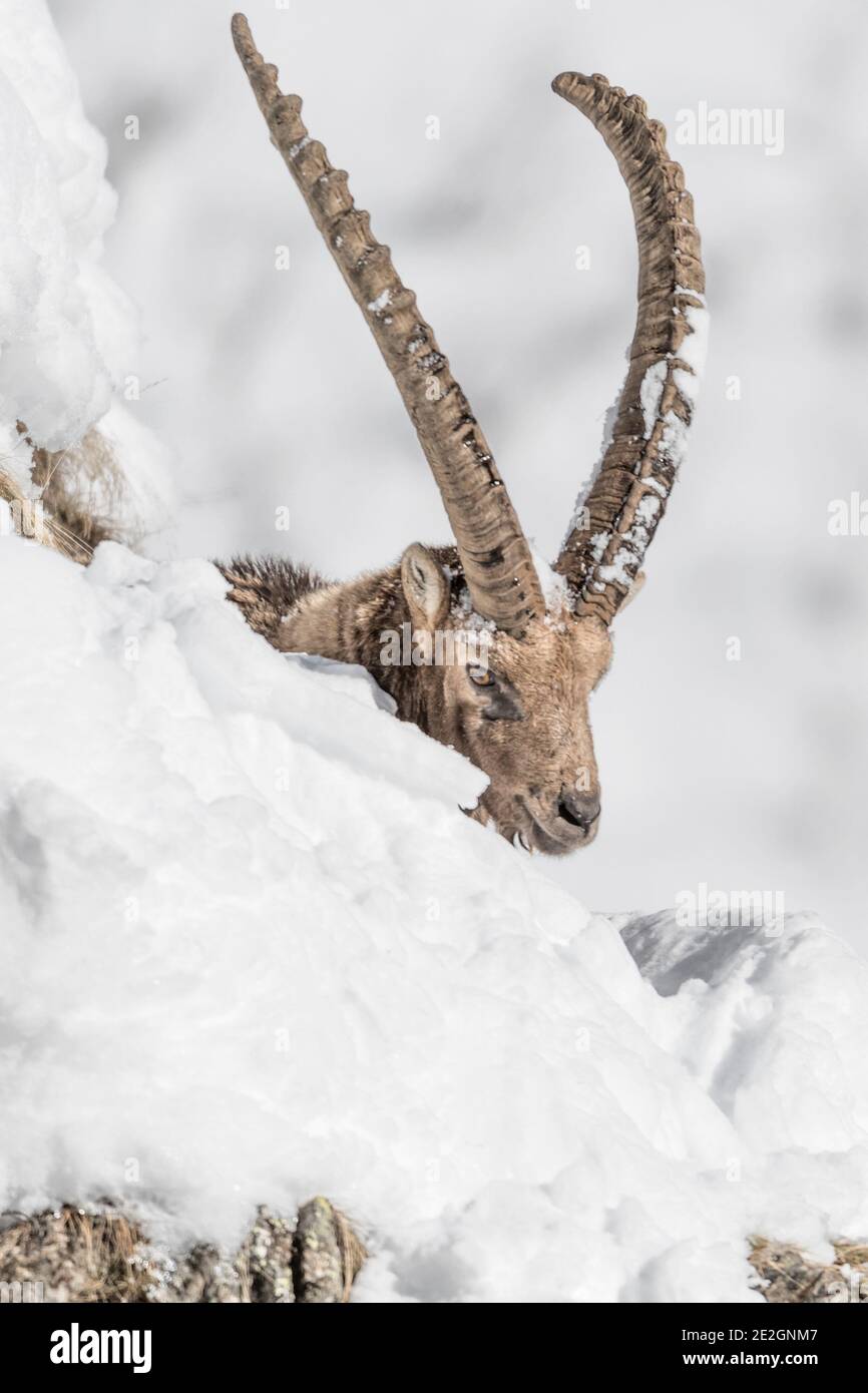 Portrait of climber in snowy mountains hi-res stock photography and ...