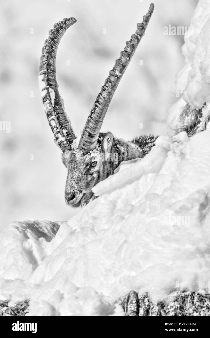 Portrait vertical alps Black and White Stock Photos & Images - Alamy