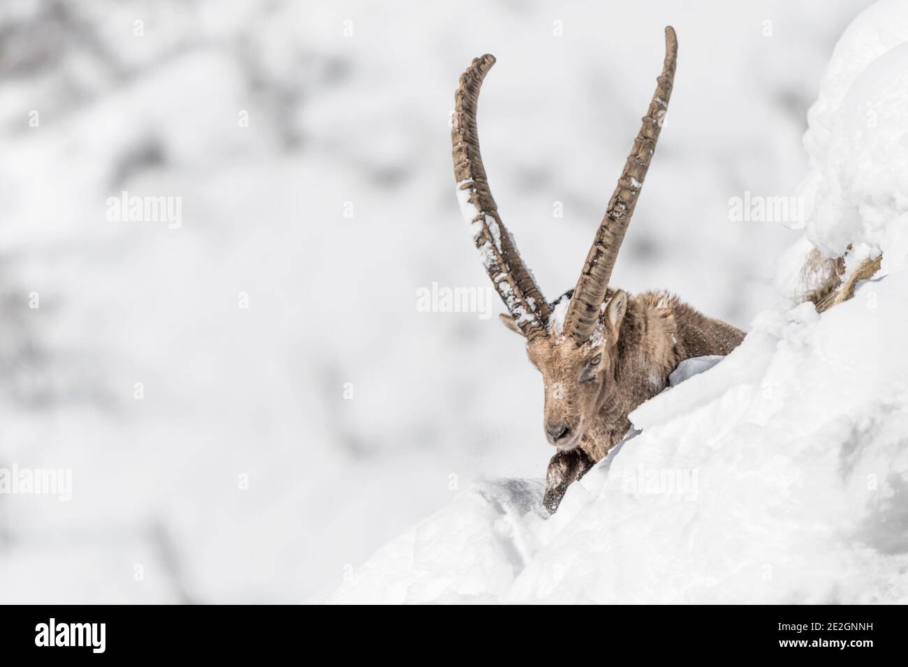 Alpine ibex male advances in the high snow (Capra ibex Stock Photo - Alamy