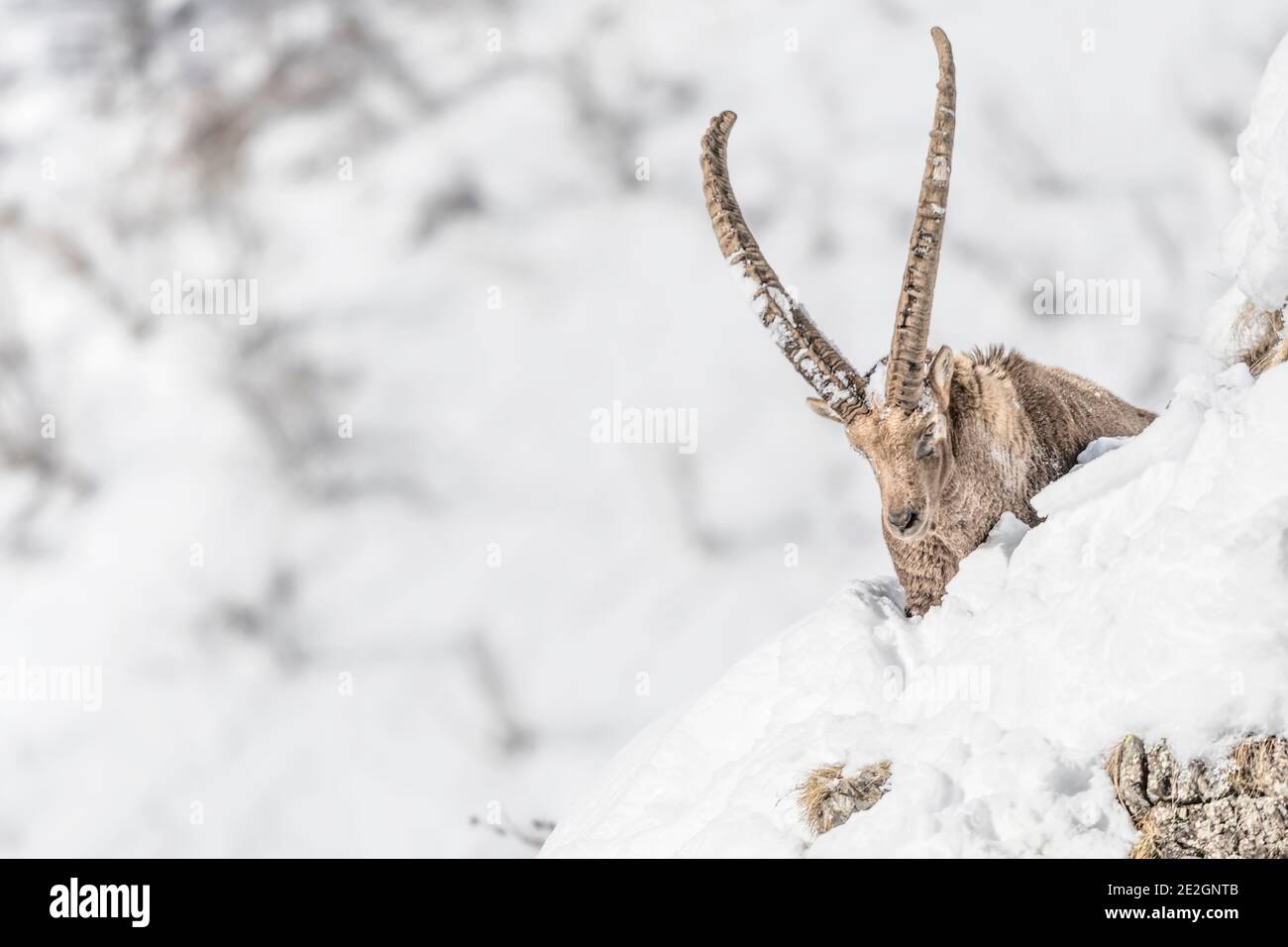 Portrait of climber in snowy mountains hi-res stock photography and ...