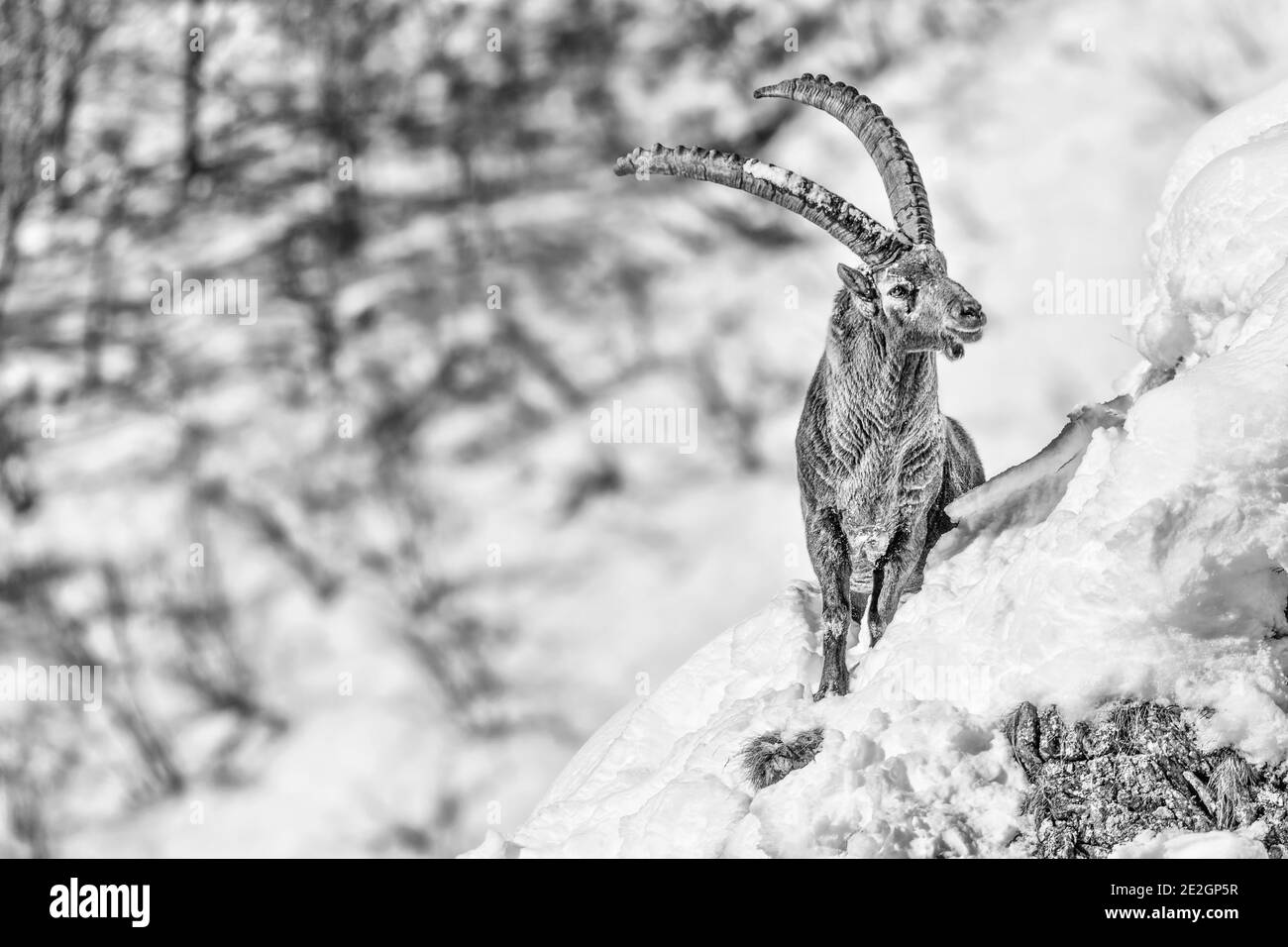 Fine art portrait for the King of the Alps mountains (Capra ibex Stock ...