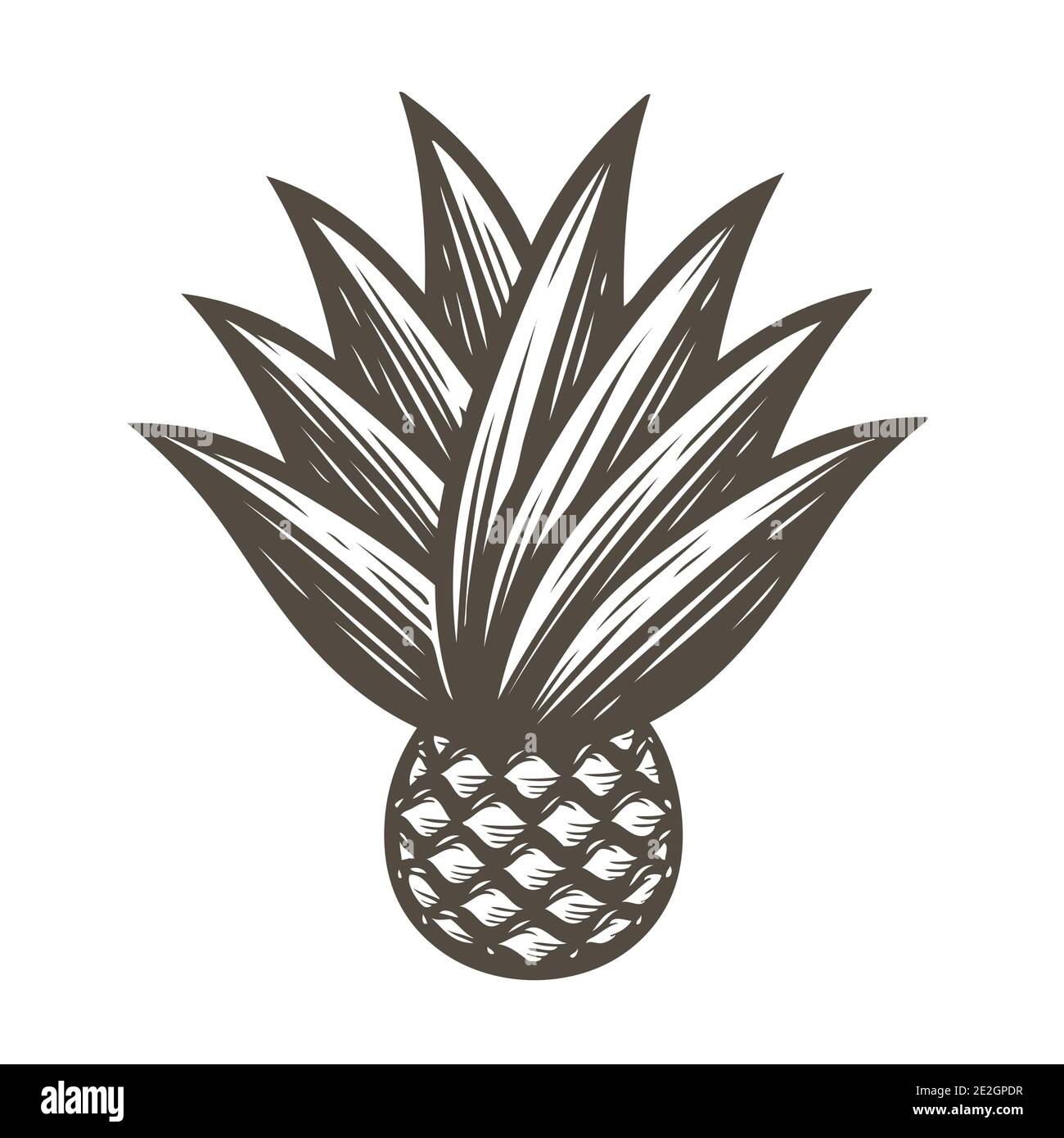Agave Vector
