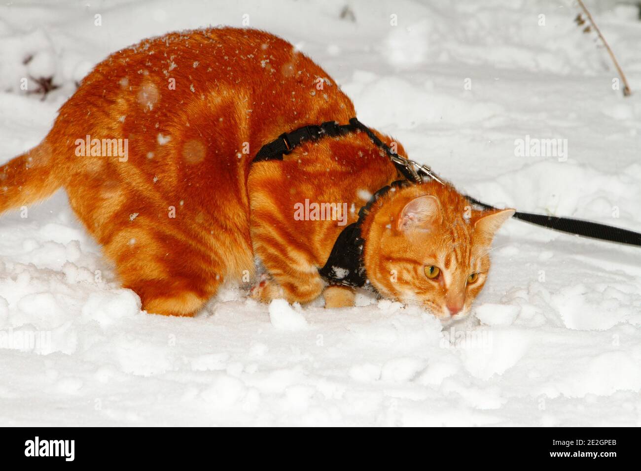Walk in freezer hi-res stock photography and images - Alamy