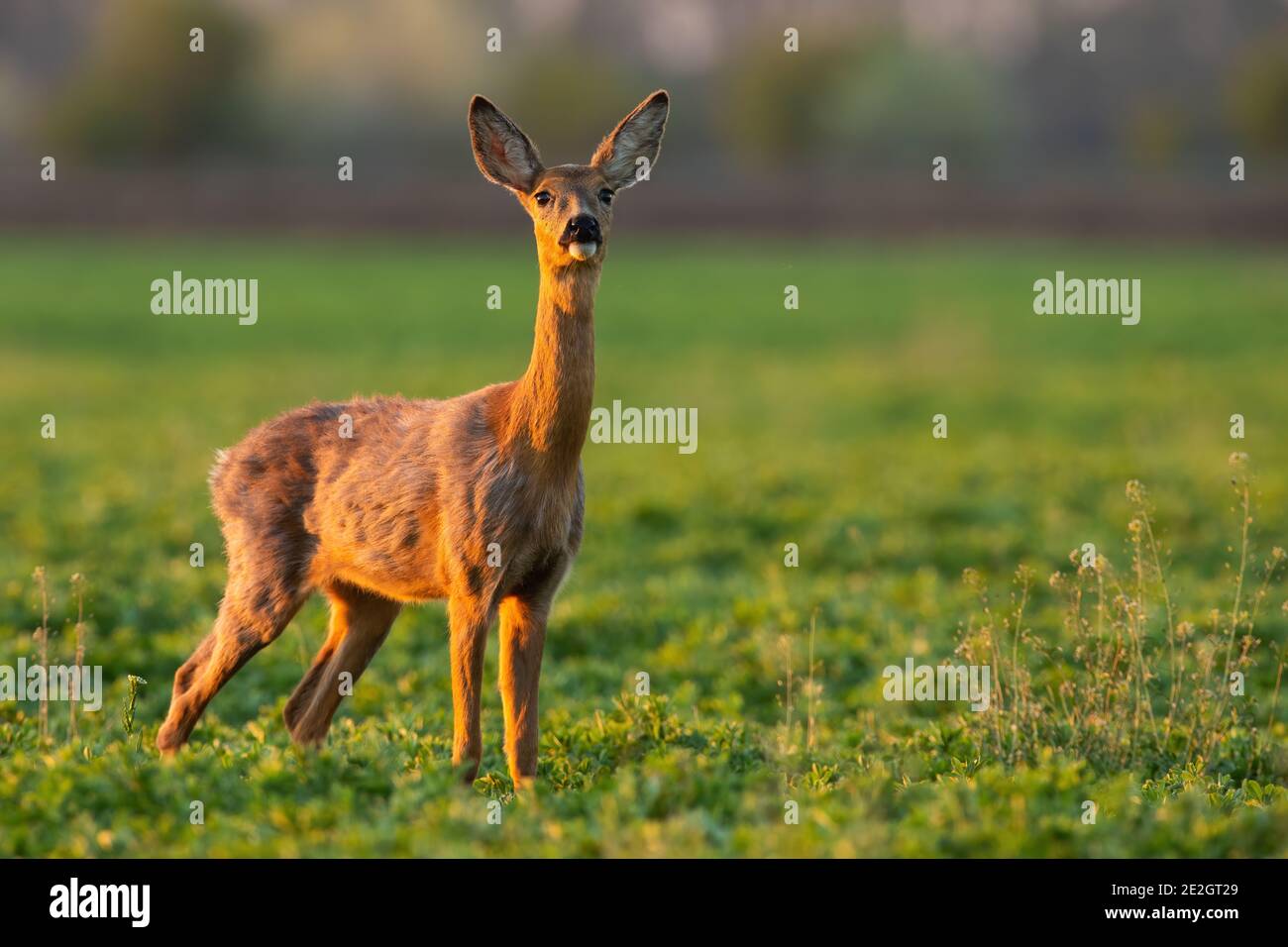 Green doe doe hi-res stock photography and images - Alamy