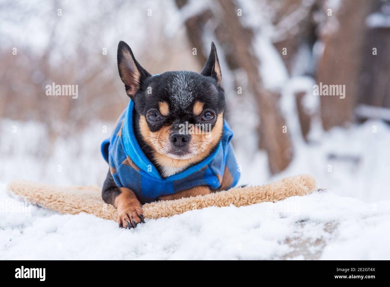 dog jacket cold in the winter. Chihuahua. Dog on a walk in the winter ...