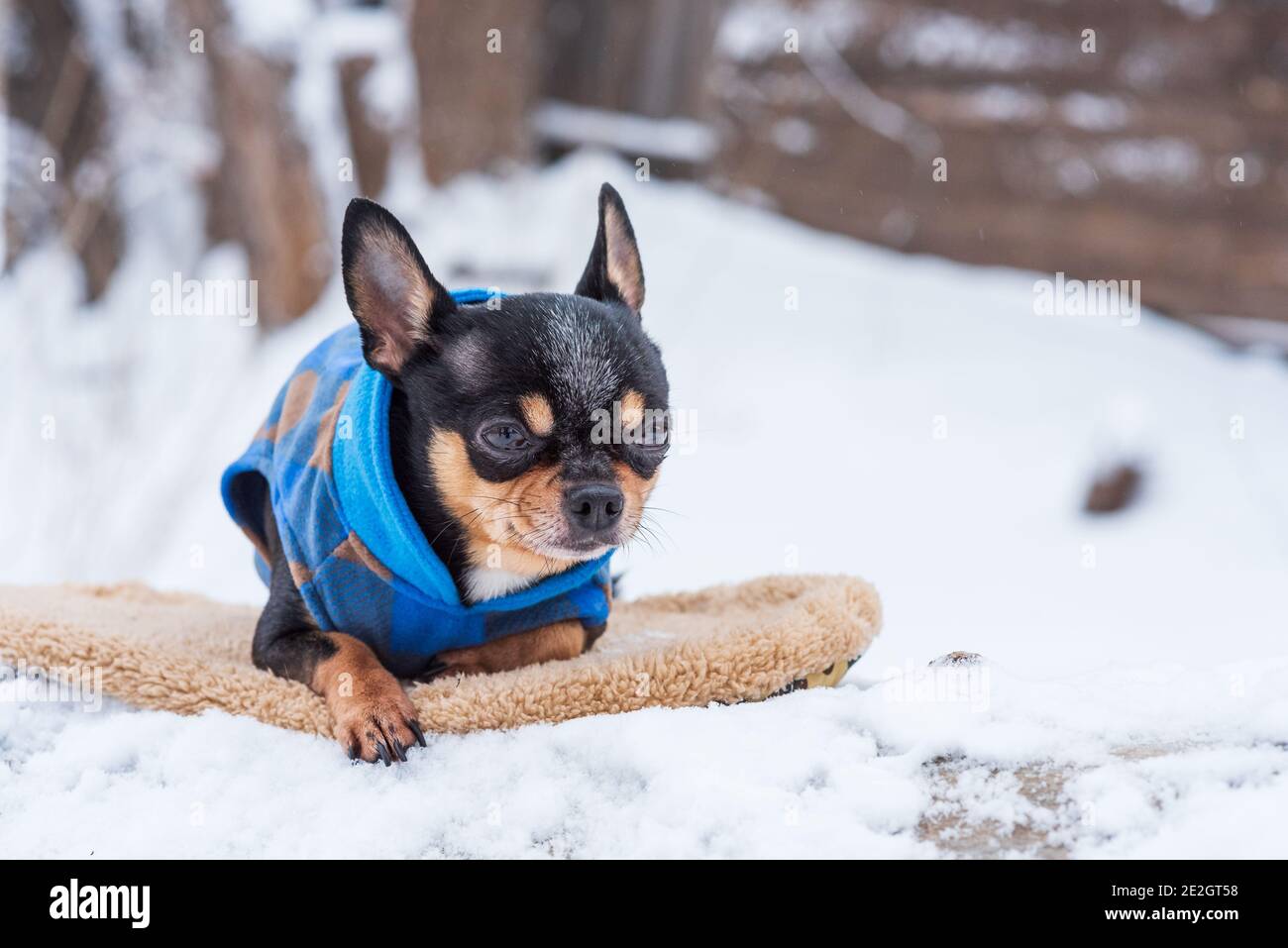 dog jacket cold in the winter. Chihuahua. Dog on a walk in the winter ...