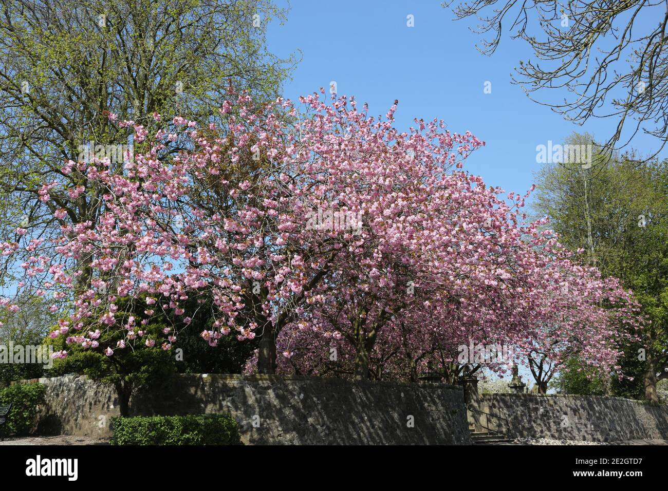 Symington,South Ayrshire, Scotland, UK Spring time blossom , church ...