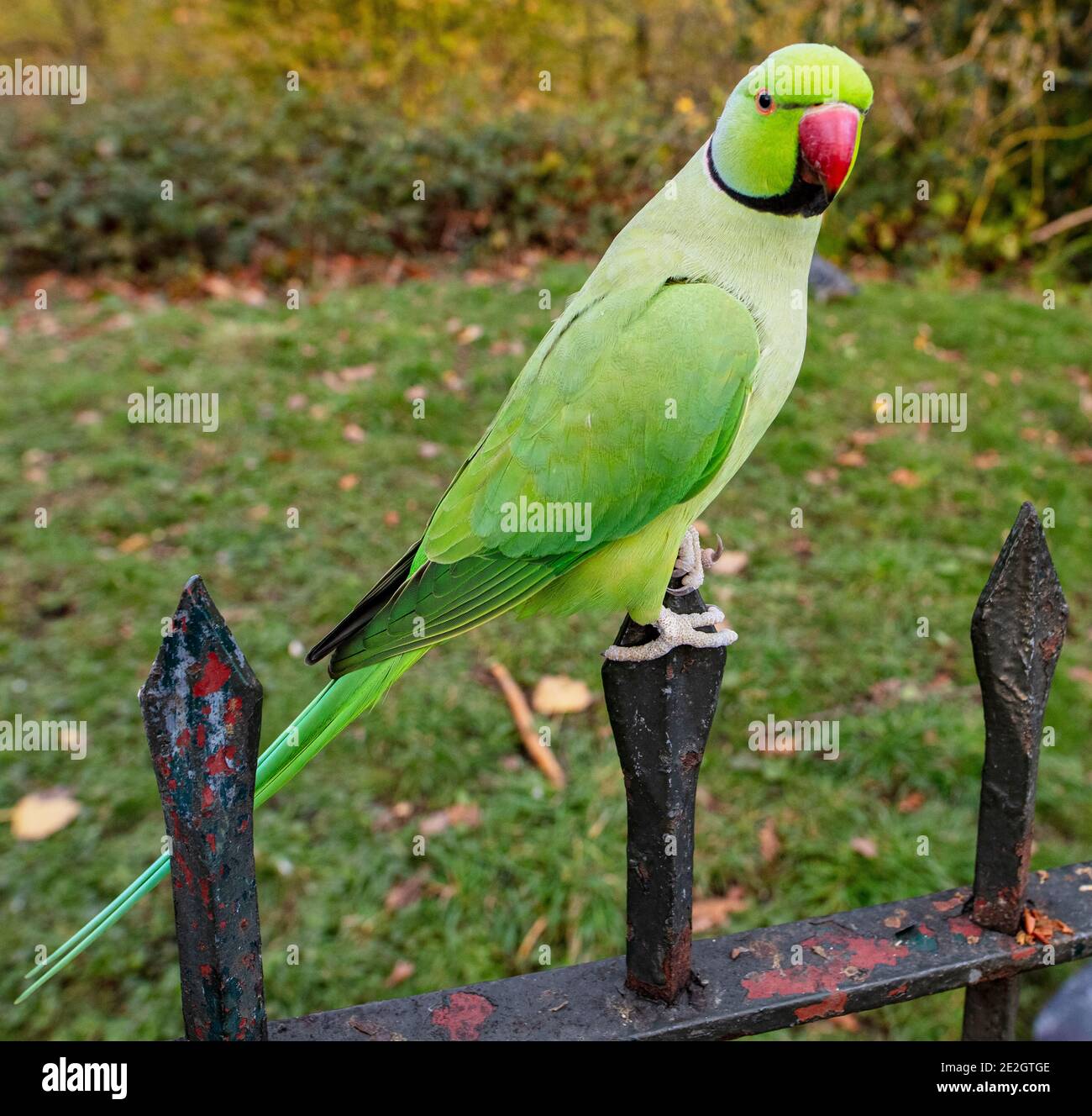 Kensington gardens parakeet hi-res stock photography and images - Alamy