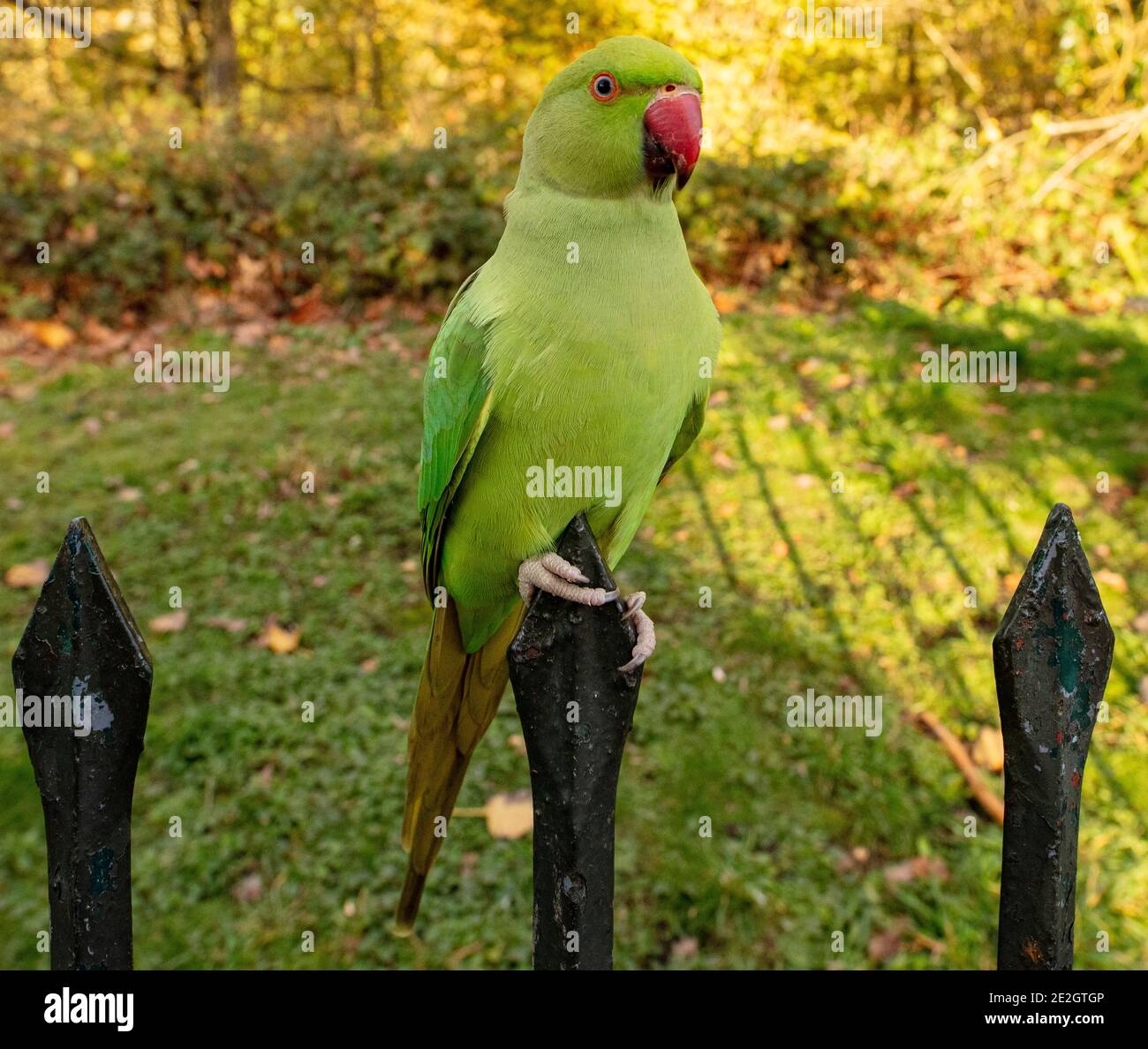 Psittacidae genus hi-res stock photography and images - Alamy