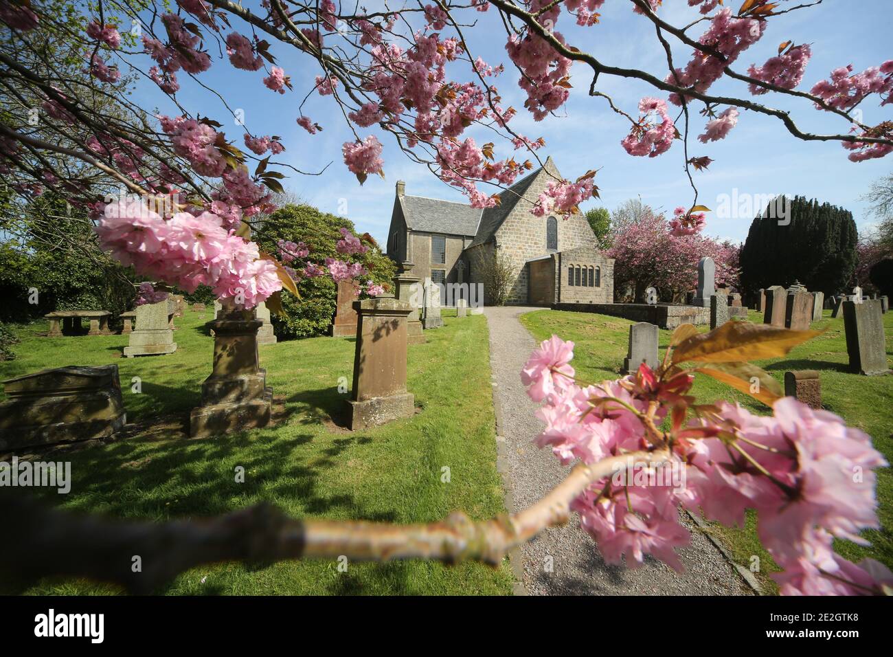 Symington,South Ayrshire, Scotland, UK Spring time blossom , church ...