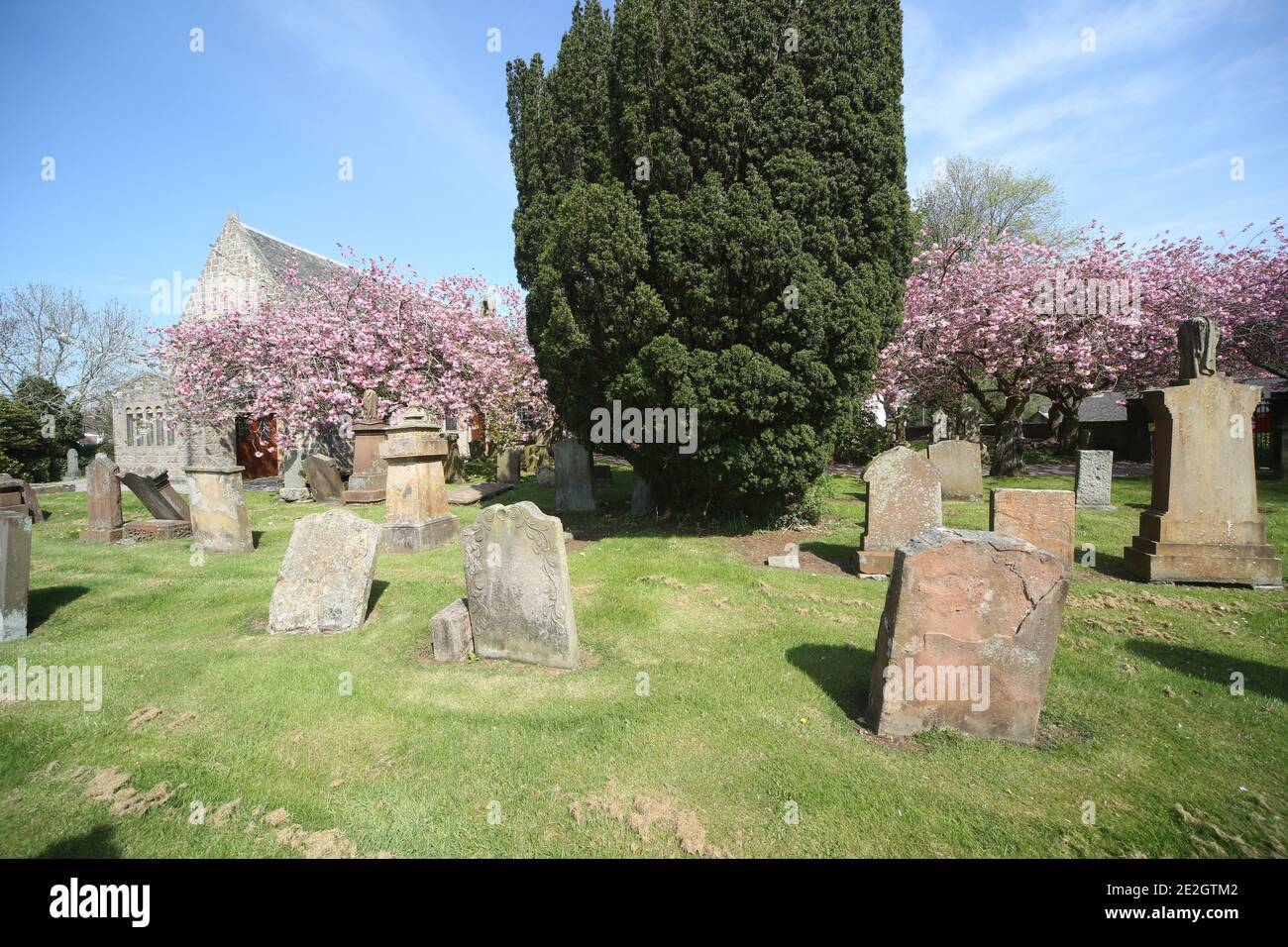 Symington,South Ayrshire, Scotland, UK Spring time blossom , church ...