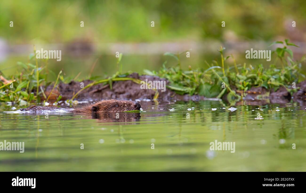 Eurasian beaver swimming in water in summertime nature Stock Photo - Alamy