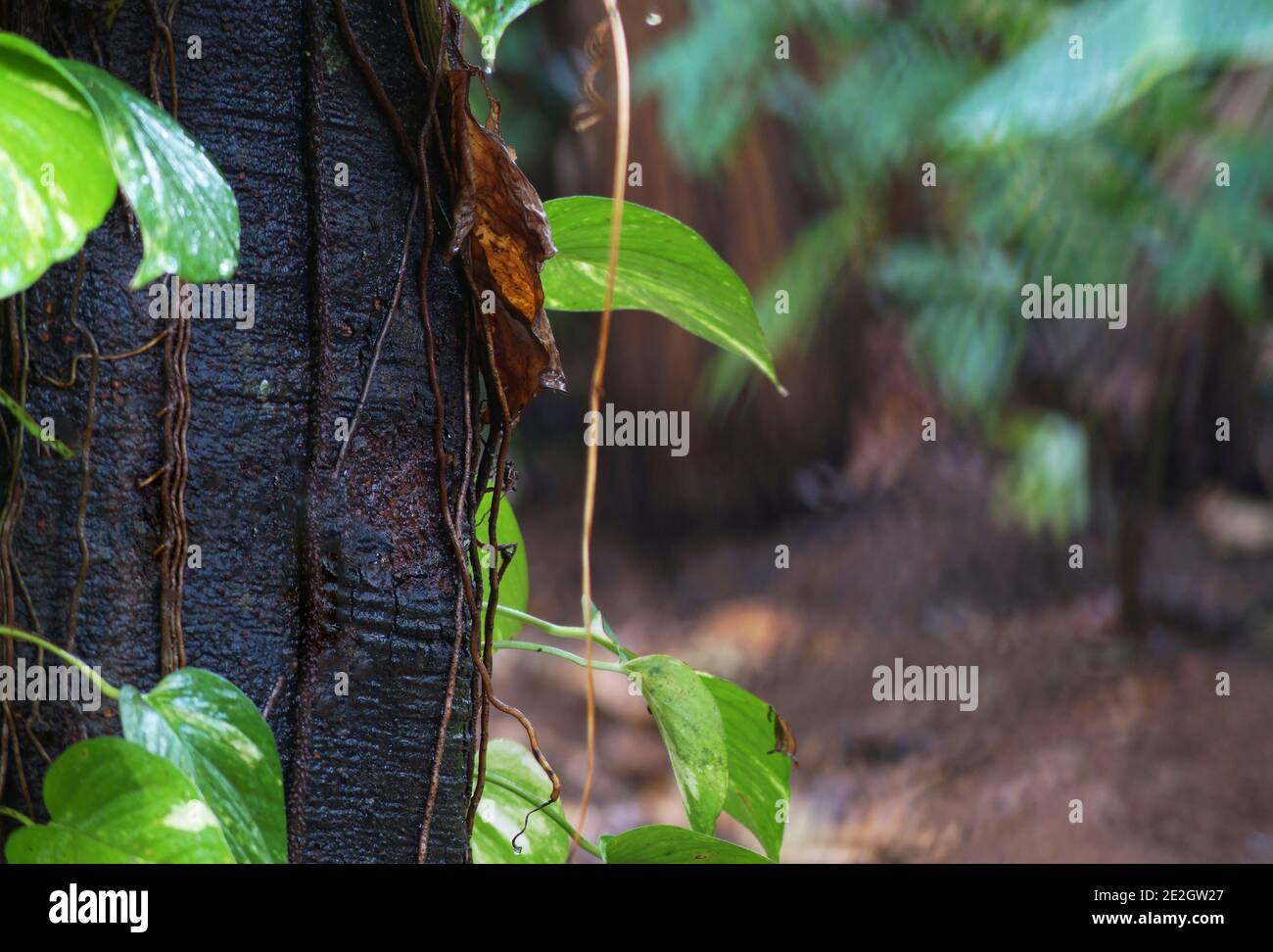 Trunk of a tree with Parasite plants Stock Photo - Alamy
