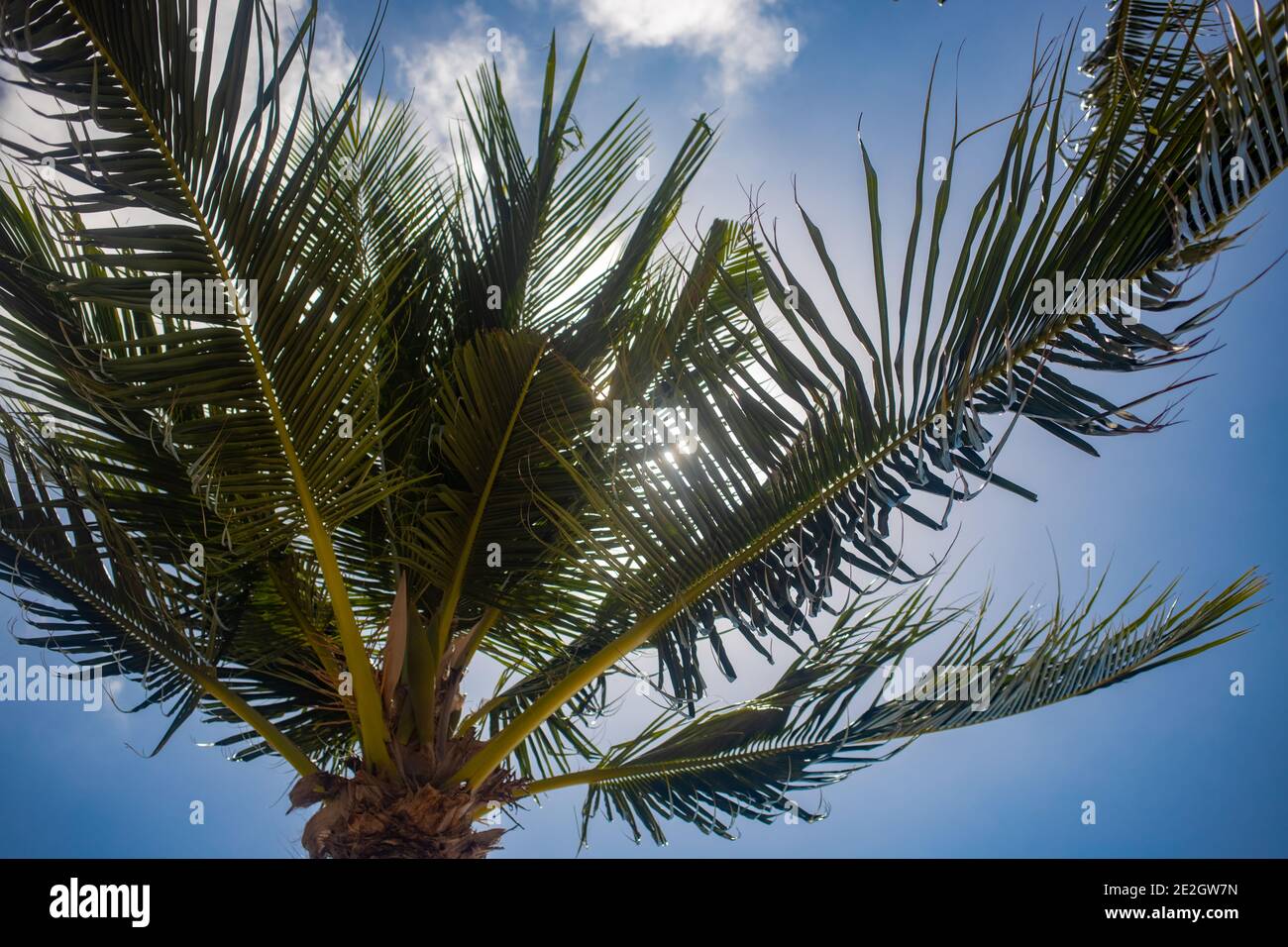 Palm tree on blue sky and sun shine Stock Photo - Alamy