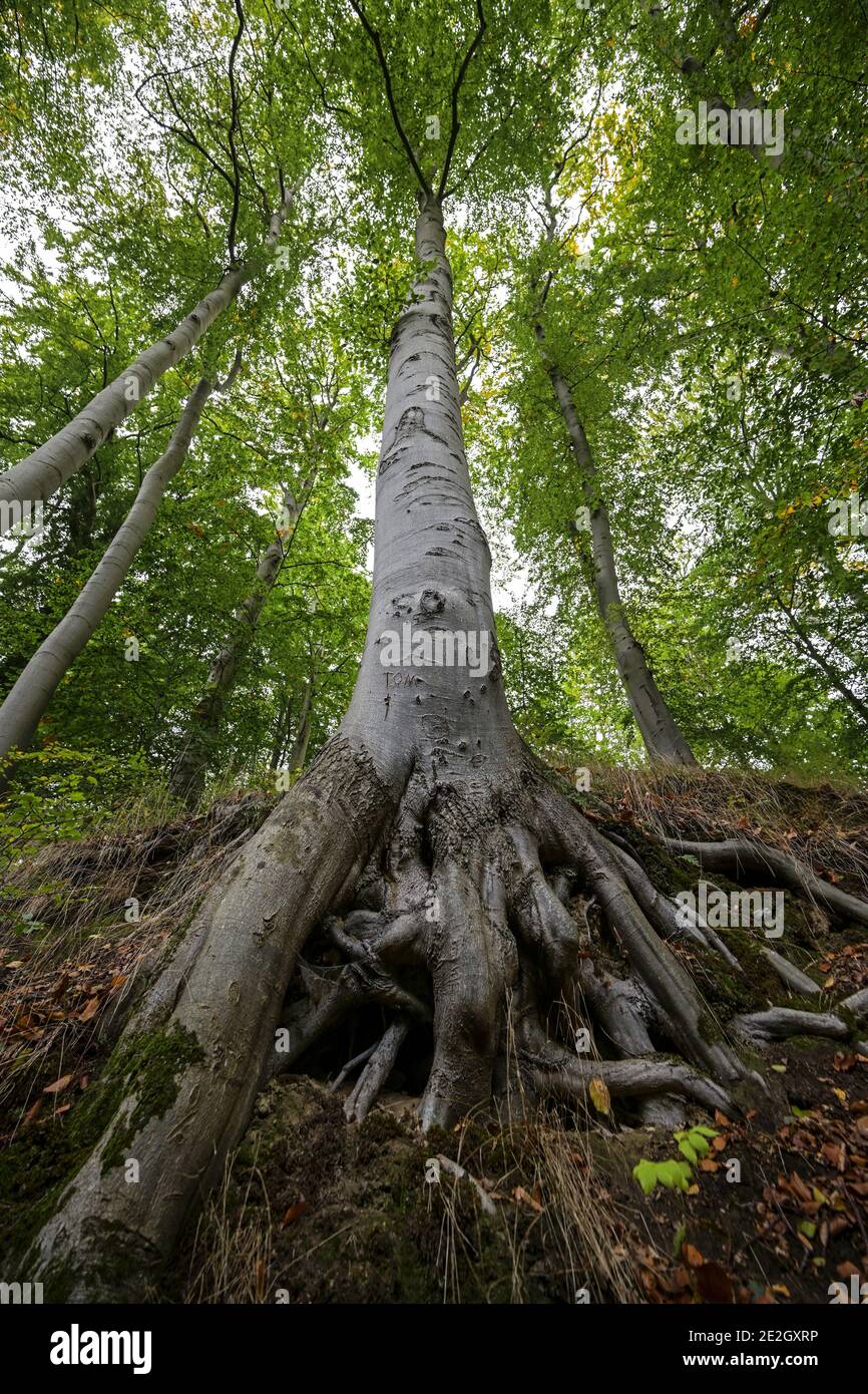 Silver beech tree hi-res stock photography and images - Alamy