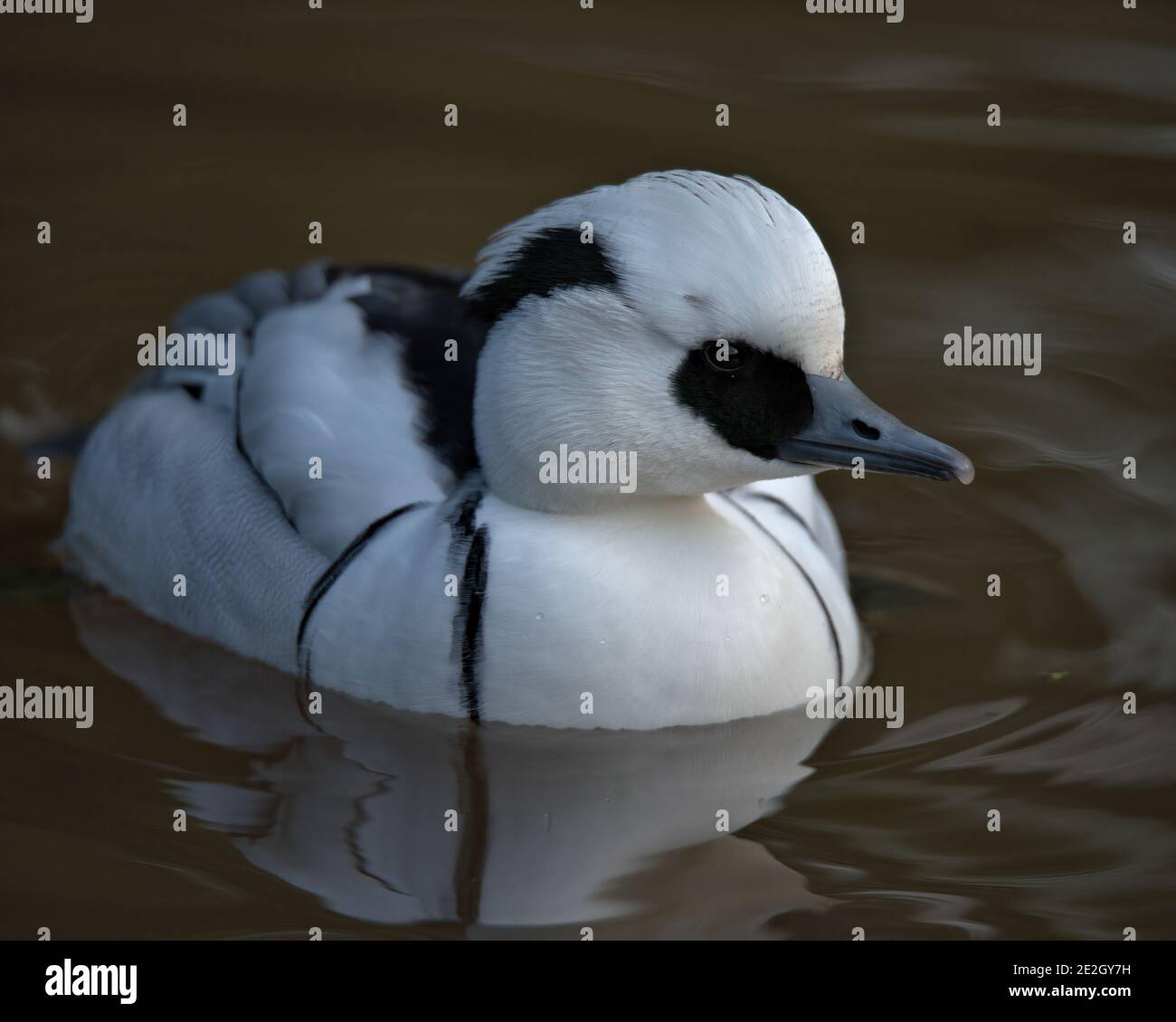 Smew Drake Swimming High Resolution Stock Photography and Images - Alamy