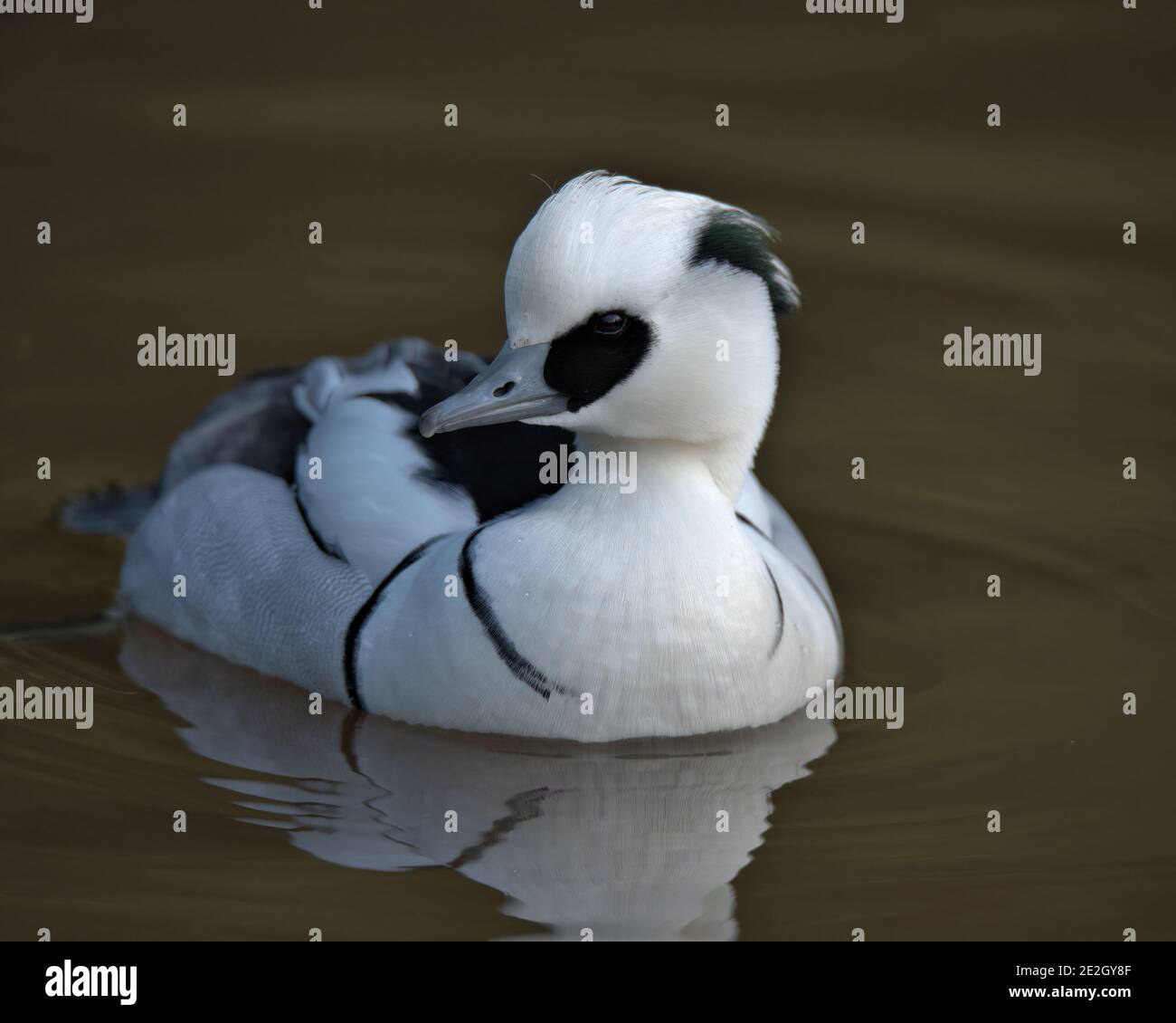Smew drake swimming hi-res stock photography and images - Alamy