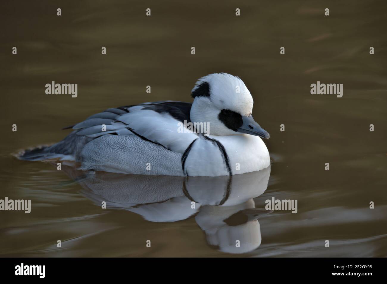 Smew Drake High Resolution Stock Photography and Images - Alamy