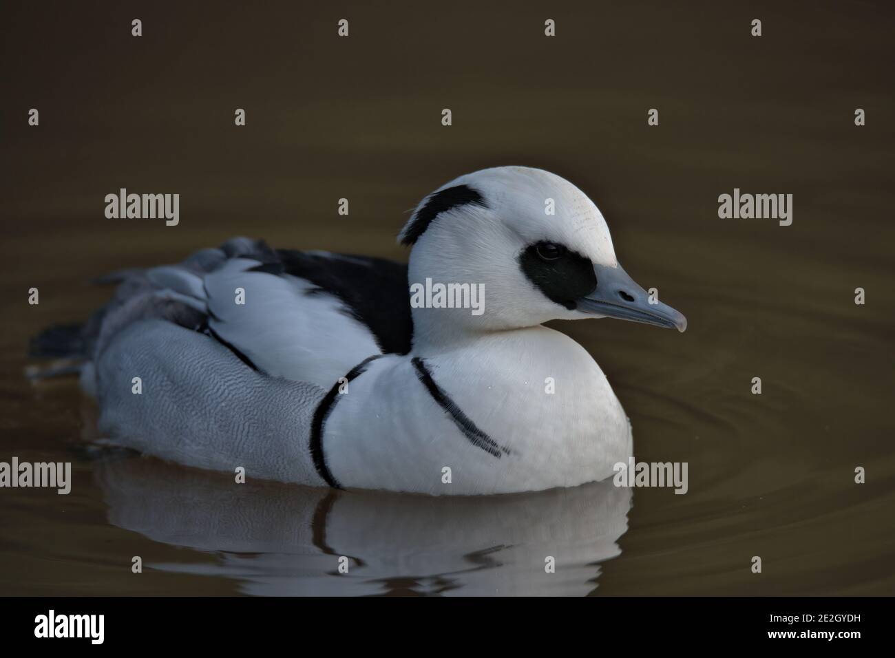 Smew duck hi-res stock photography and images - Alamy
