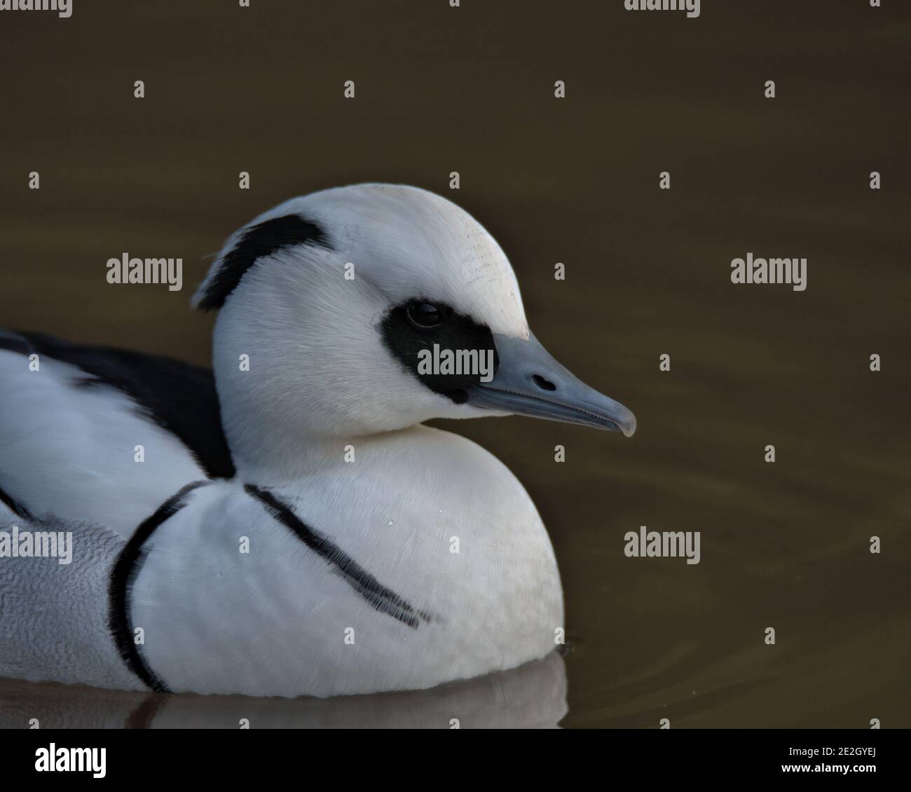 Smew and beak hi-res stock photography and images - Alamy