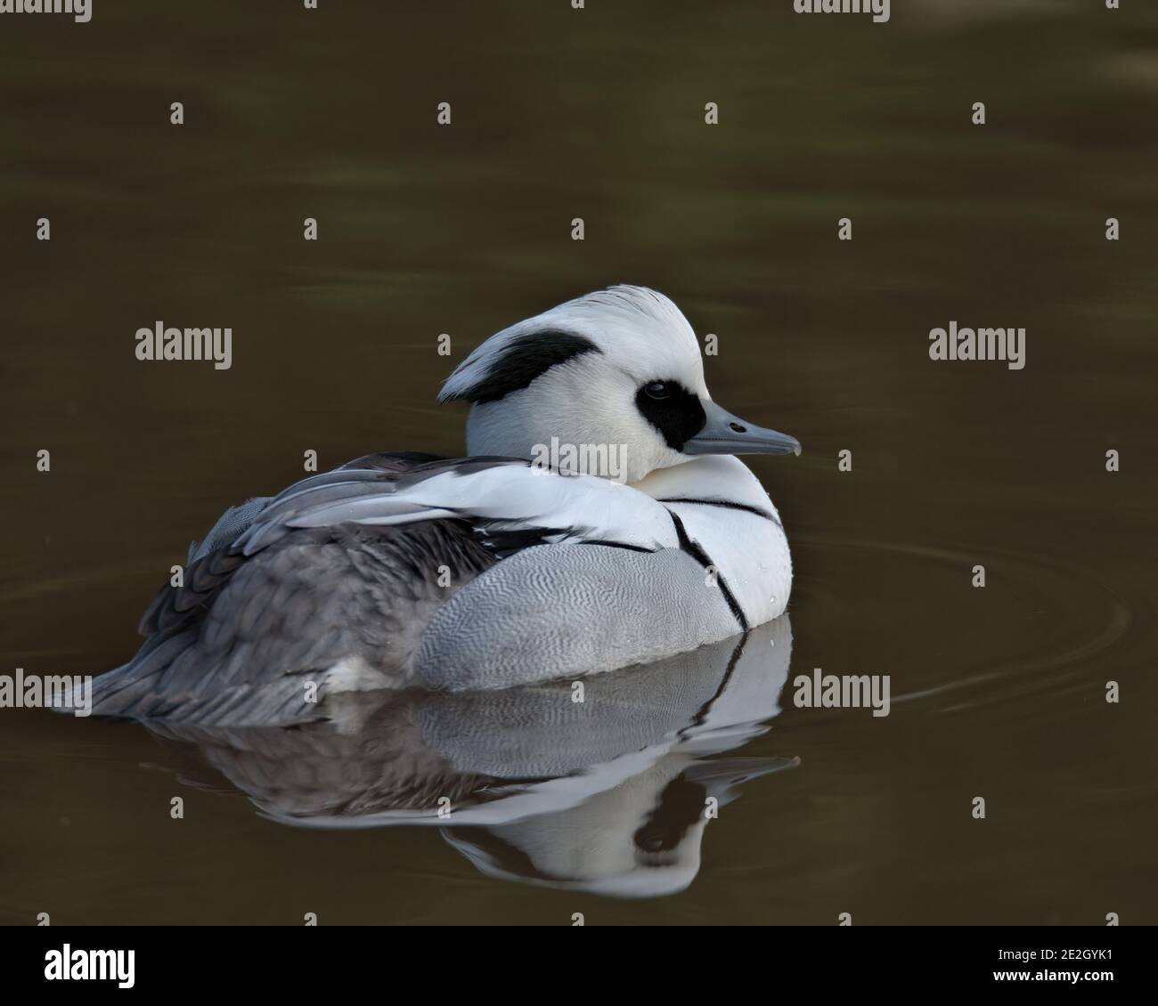 Smew and beak hi-res stock photography and images - Alamy