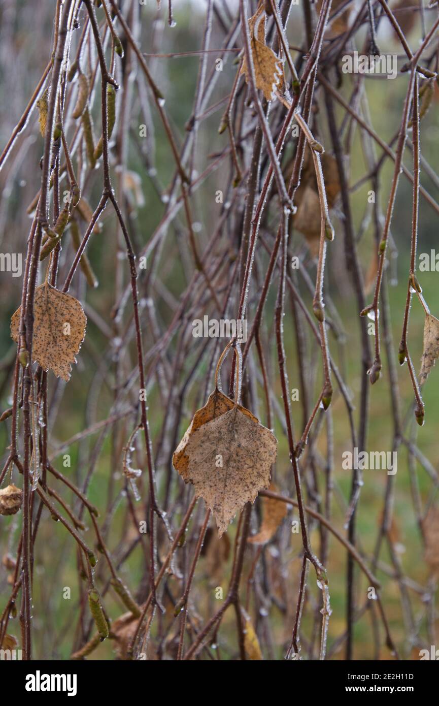 Twigs and leaves hi-res stock photography and images - Alamy