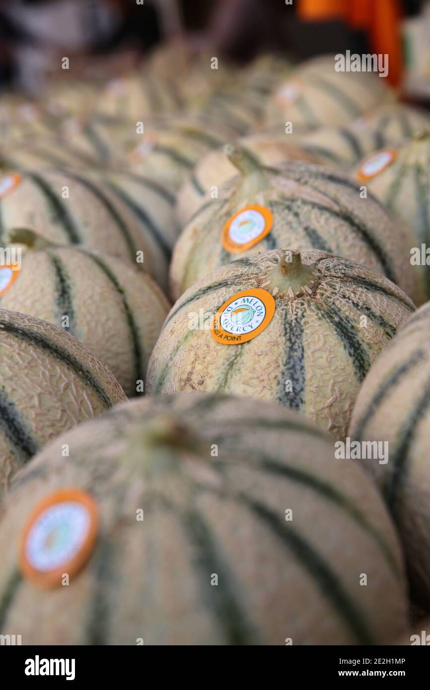 French melon harvested in Montcuq-en-Quercy-Blanc (south-western France ...