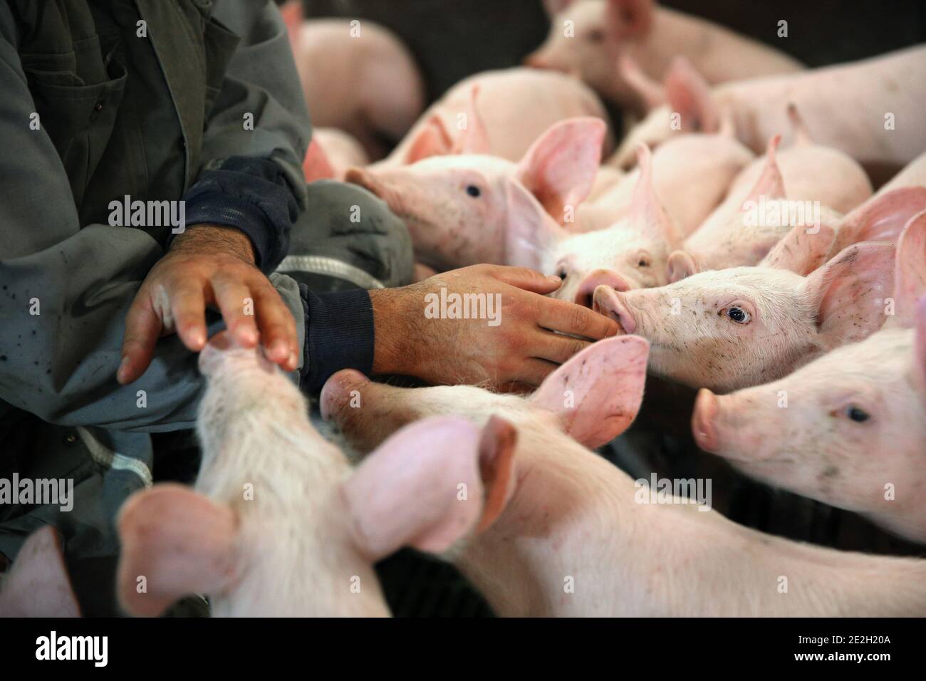 Pig farming: breeder among pigs in a pigsty. Farmer stroking his pigs ...