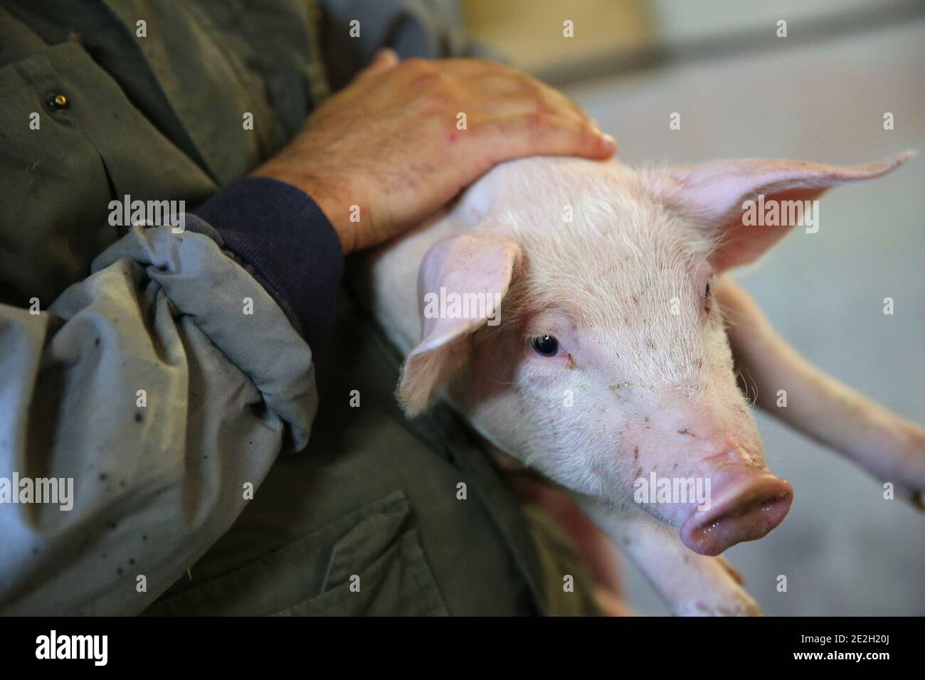 Pig farming: breeder carrying a piglet in his arms, in a pigsty. Farmer ...