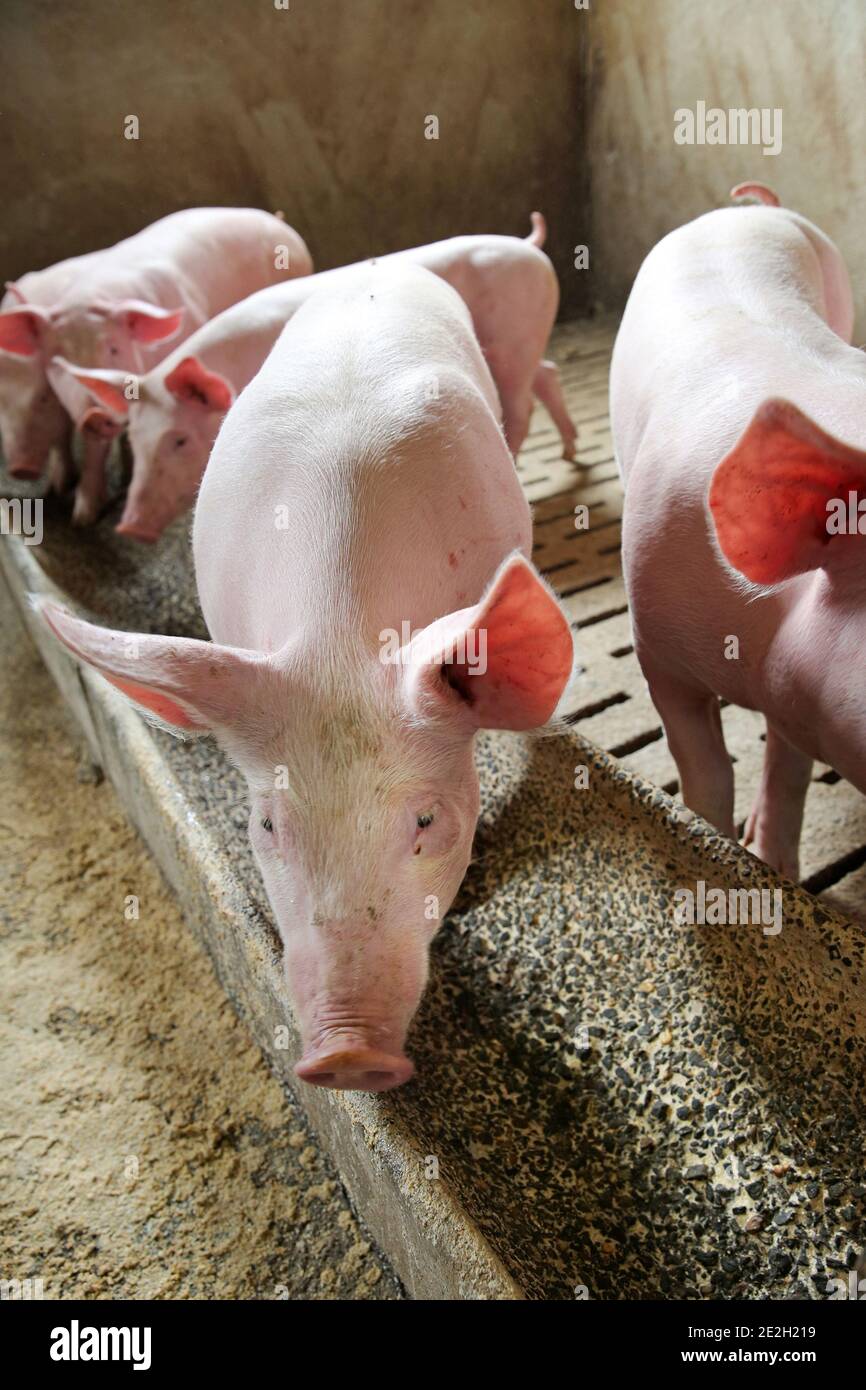 Piggeries hi-res stock photography and images - Alamy