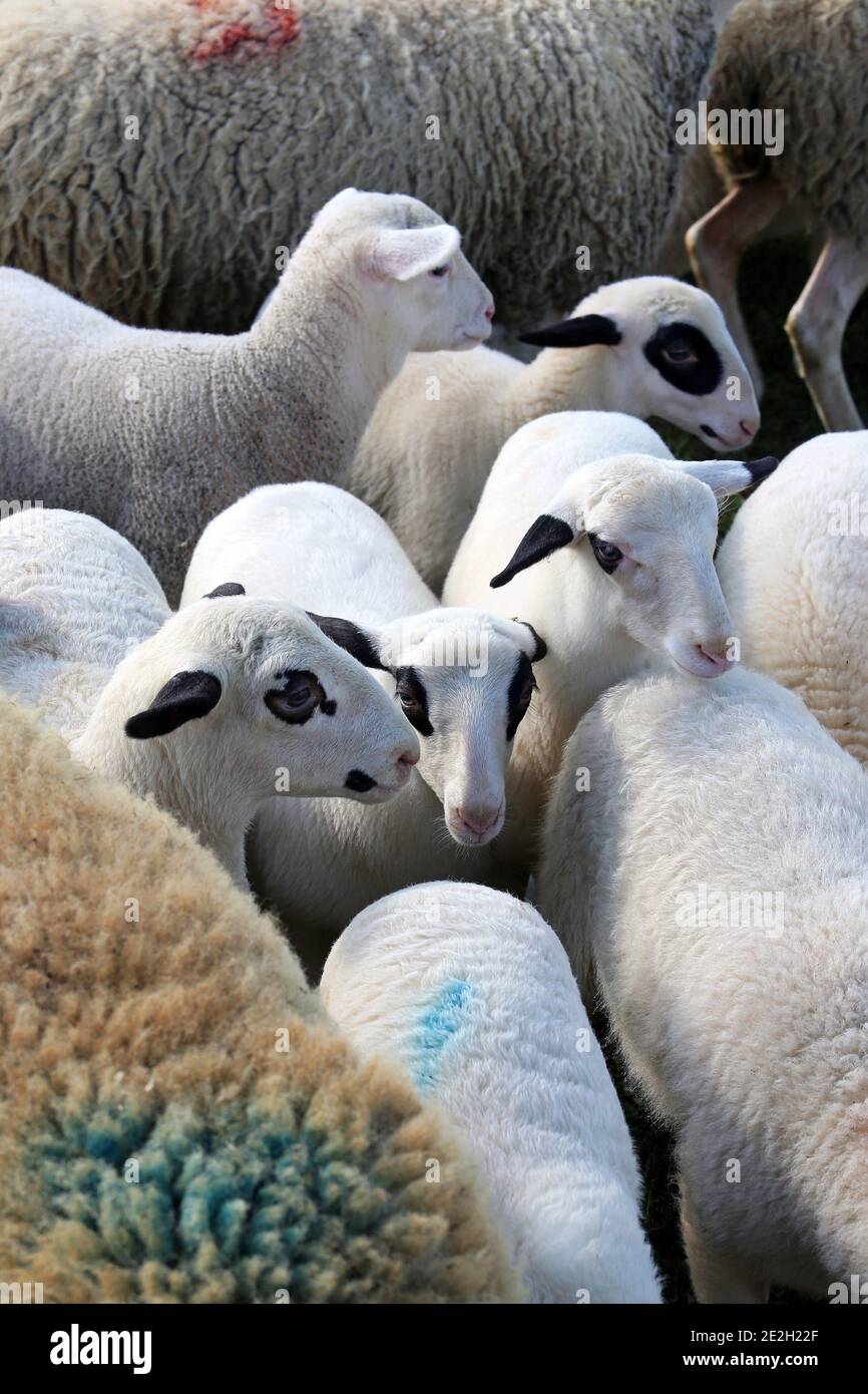 Sheep breeding: “Causses du Lot” sheep (or “Caussenarde du Lot”) in the ...