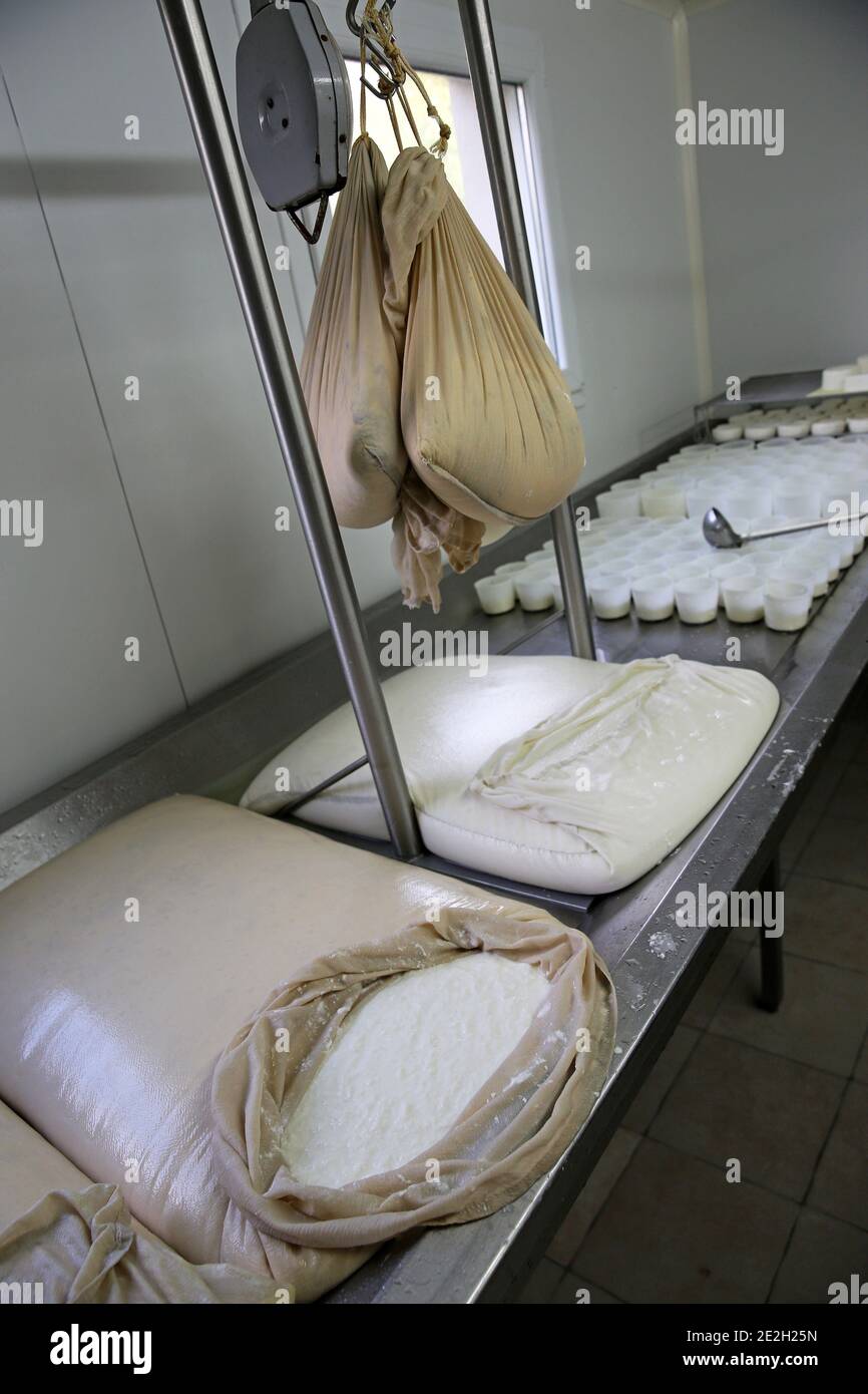 Salvagnac Cajarc (south of France): Rocamadour AOC cheese making (PDO ...