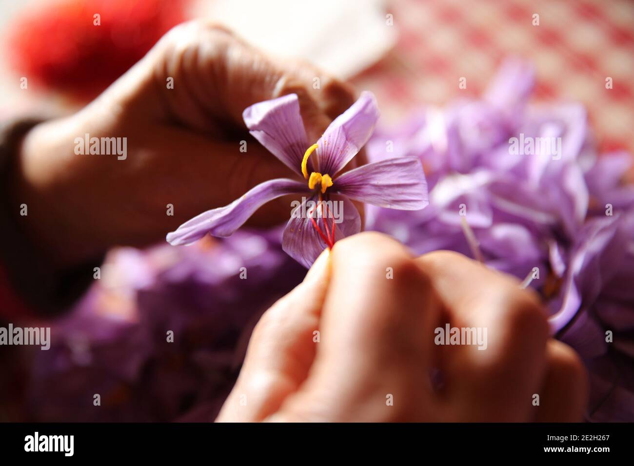 Harvesting, pruning and drying of Quercy saffron. Red stigma collected ...