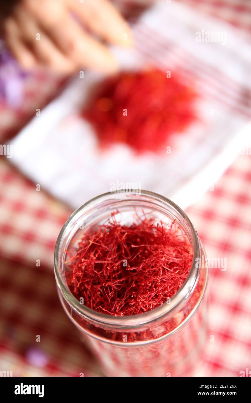Harvesting, pruning and drying of Quercy saffron. Drying of red stigma ...