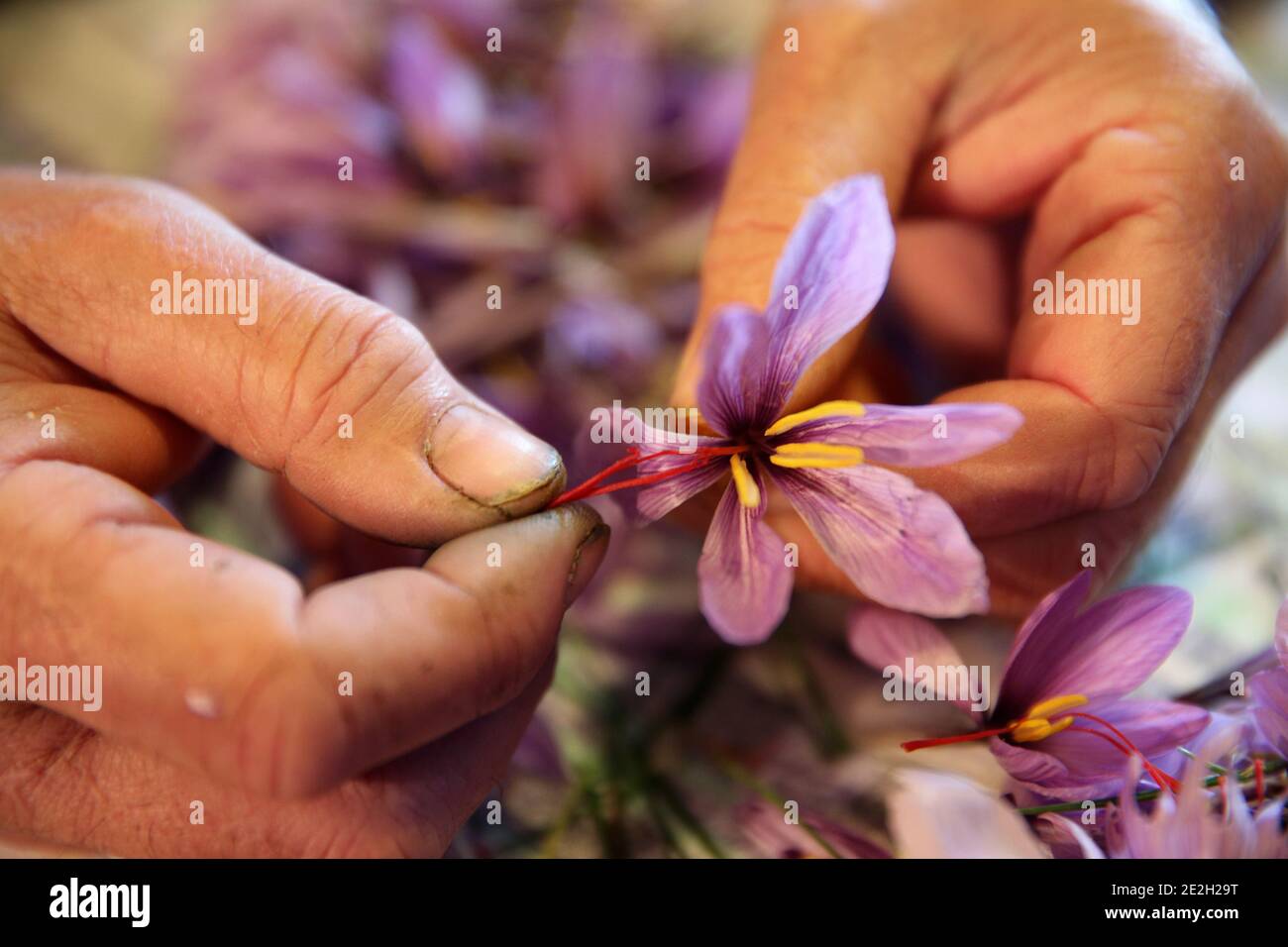 Harvesting, pruning and drying of Quercy saffron. Red stigma collected ...