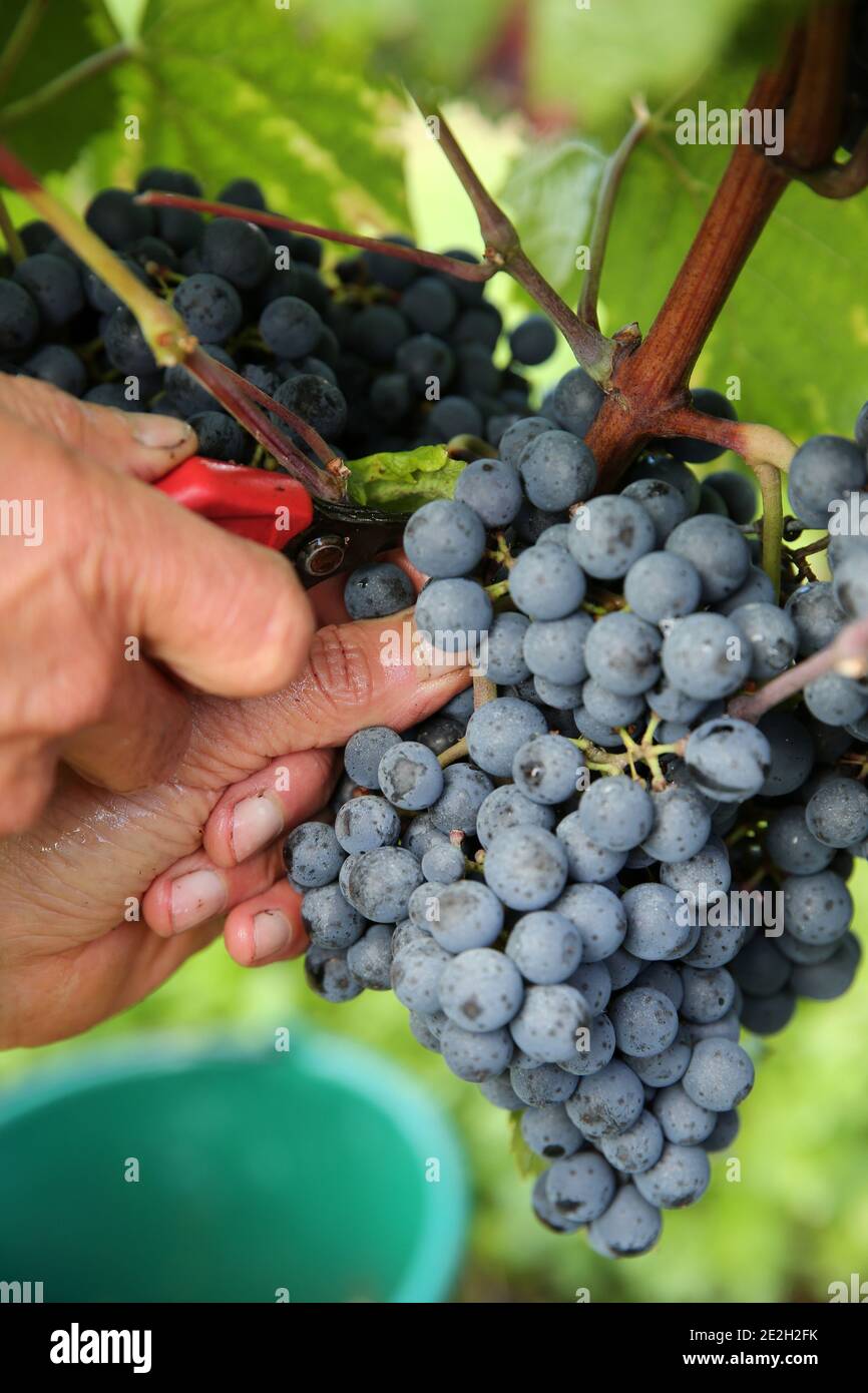Hand picking in a Cahors vineyard. Grape-picker pruning grapes with ...