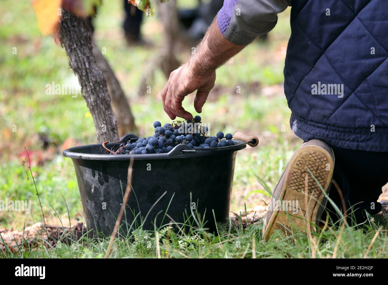 Hand picking in a Cahors vineyard. Grape-harvester picking up bunches ...