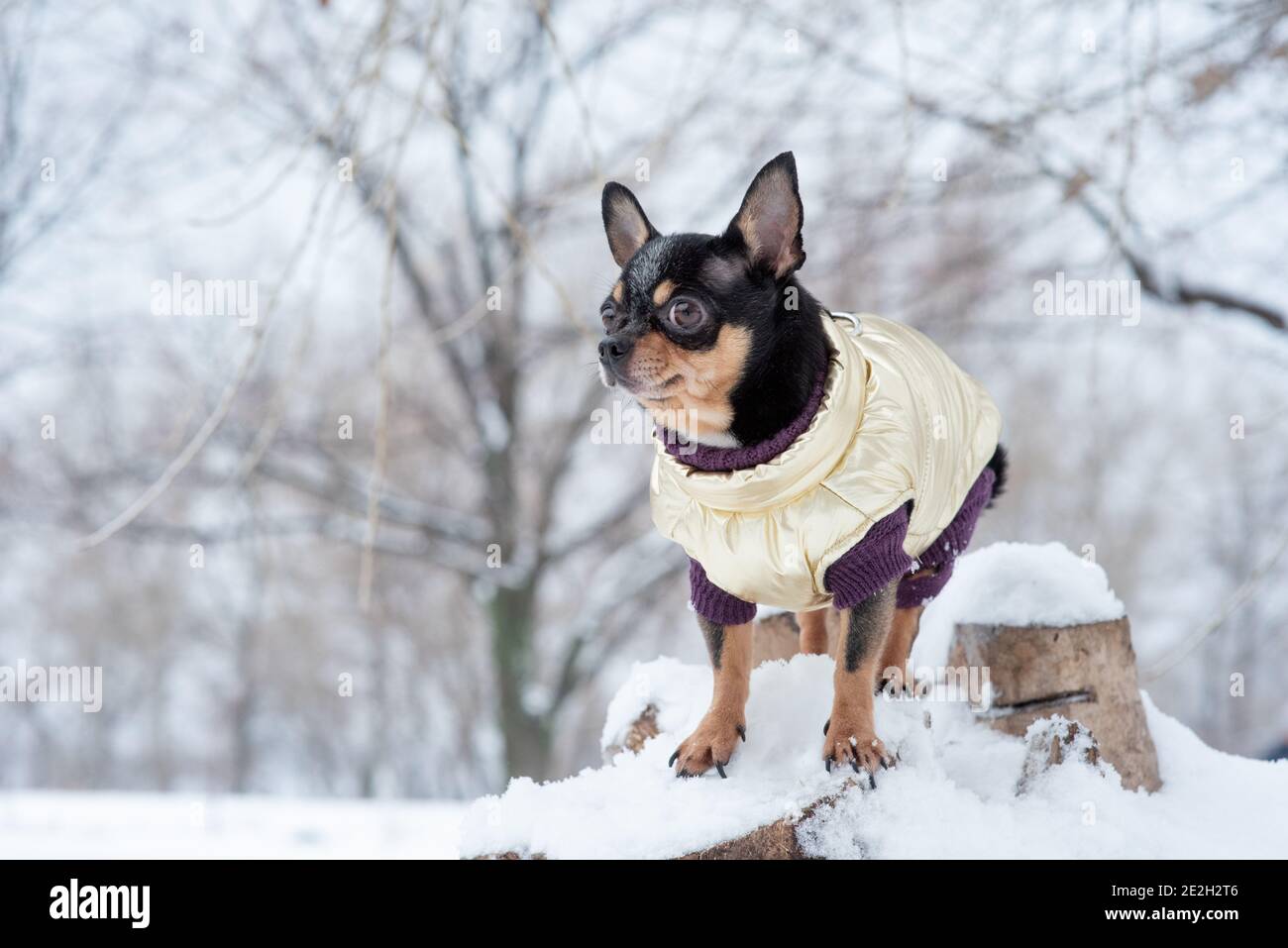 dog jacket cold in the winter. Chihuahua. Dog on a walk in the winter ...