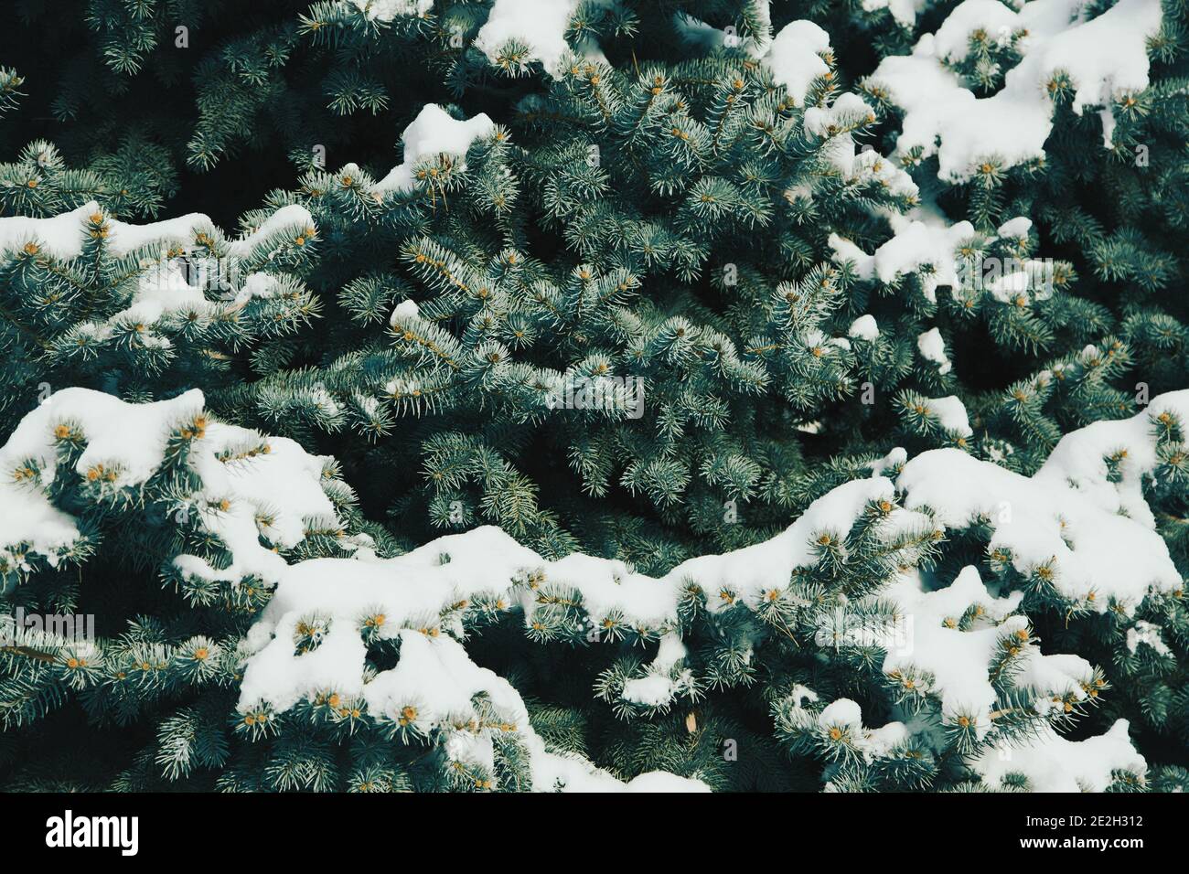 Blue spruce fir tree branches detail. Banner image. Nature background ...