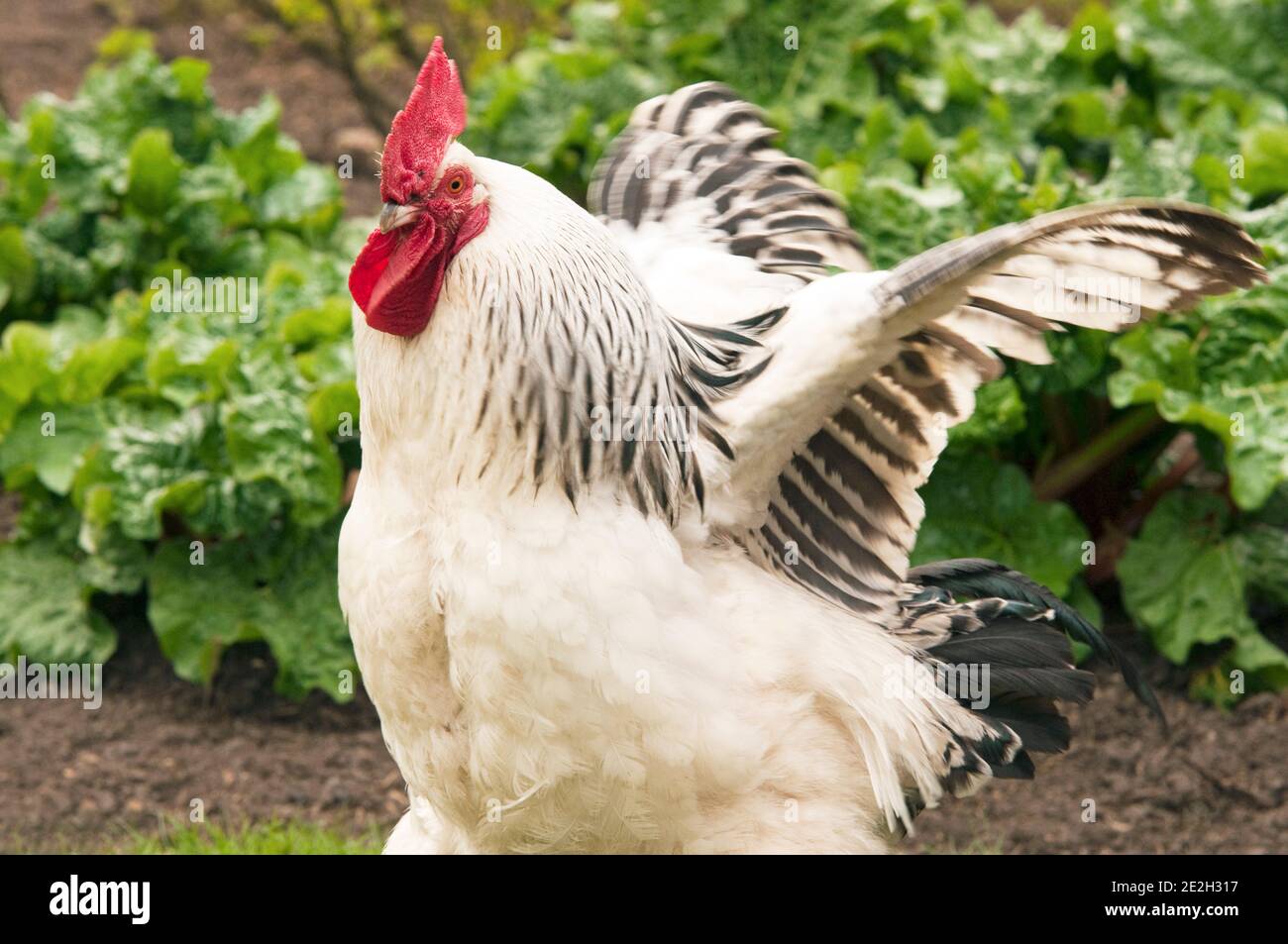 Sussex Cockerel Gallus gallus domesticus flapping its wings Stock Photo ...