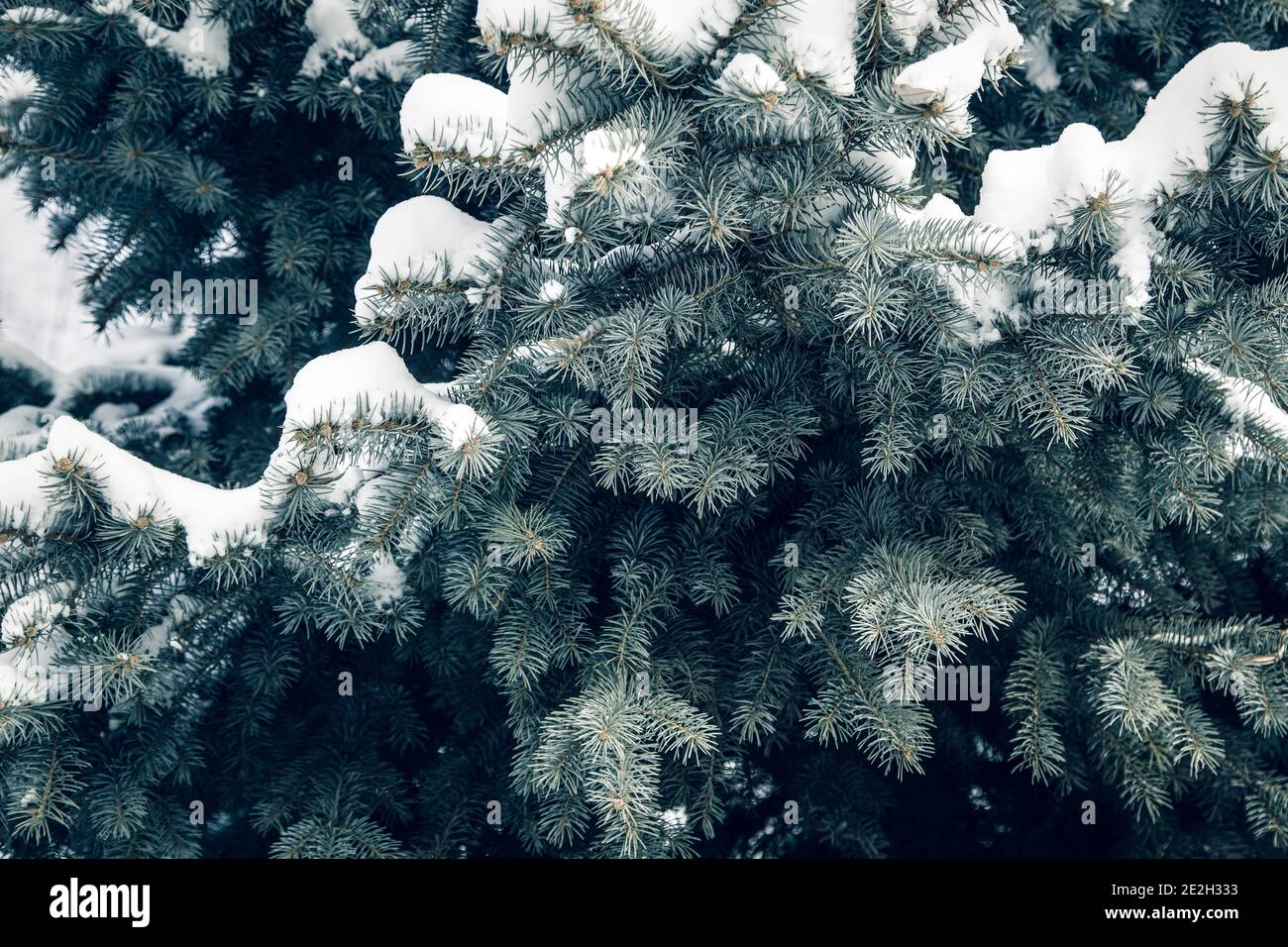 Spruce fir hi-res stock photography and images - Alamy
