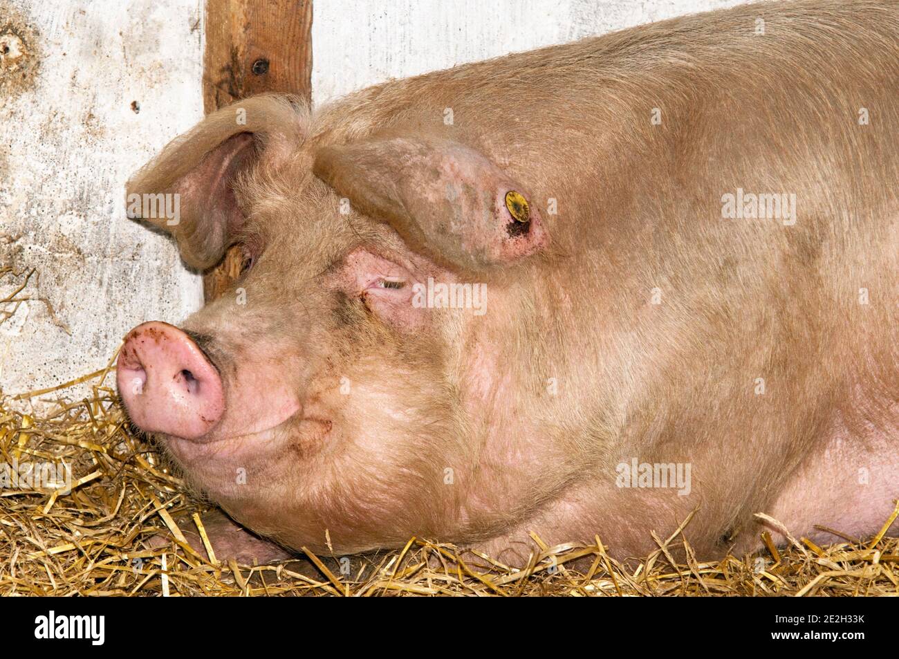 Sow Farm Animal Stock Photo - Alamy