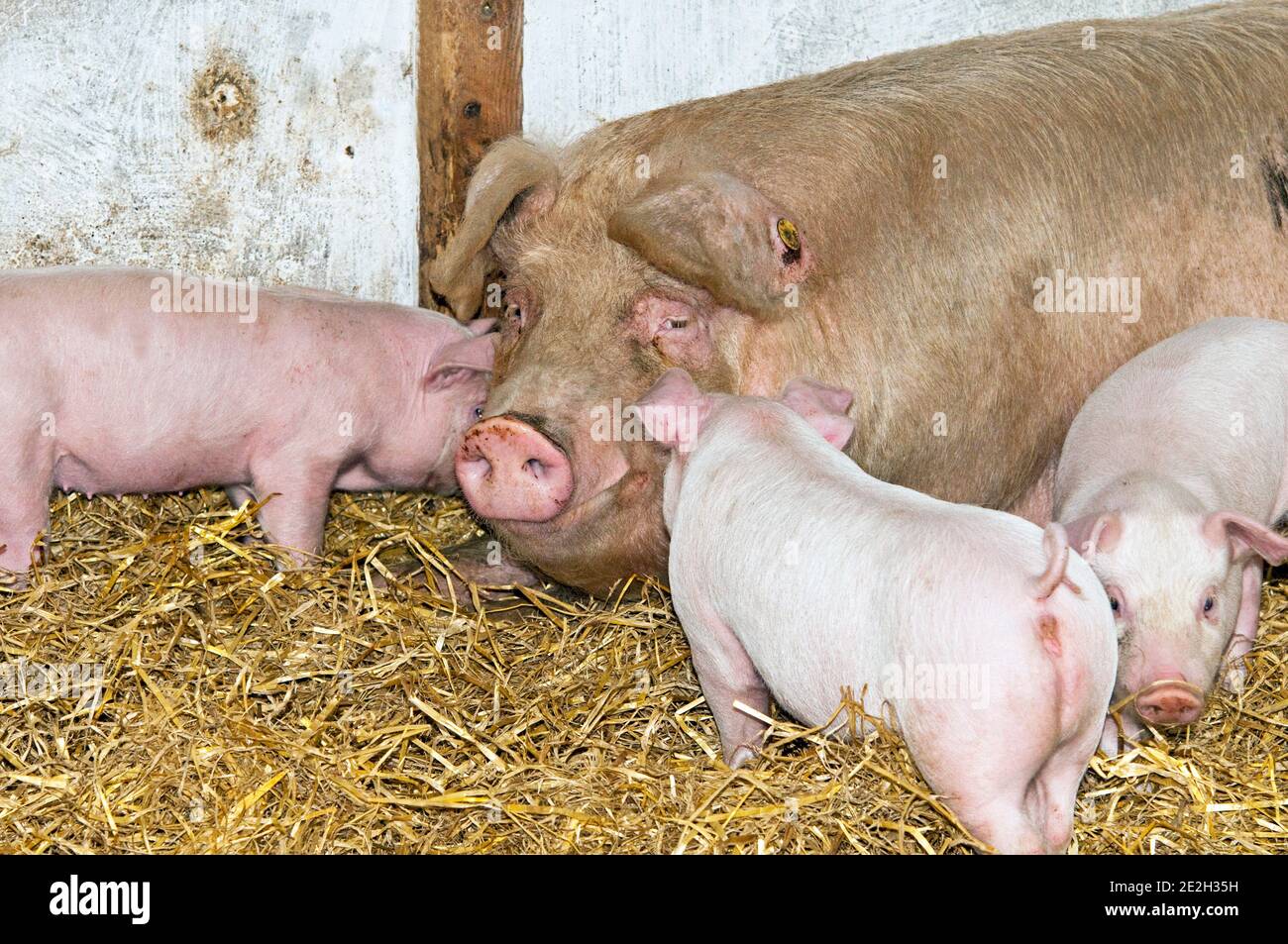 Mother Pig Sow and three piglets Stock Photo - Alamy