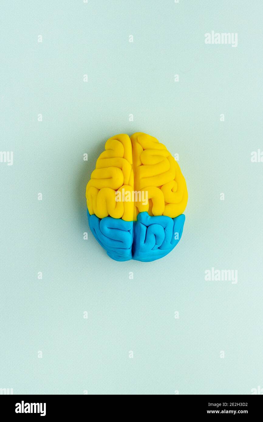 Clay model of human brain hi-res stock photography and images - Alamy