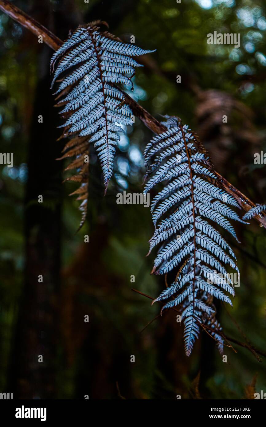 Silver Fern, national emblem of New Zealand Stock Photo - Alamy