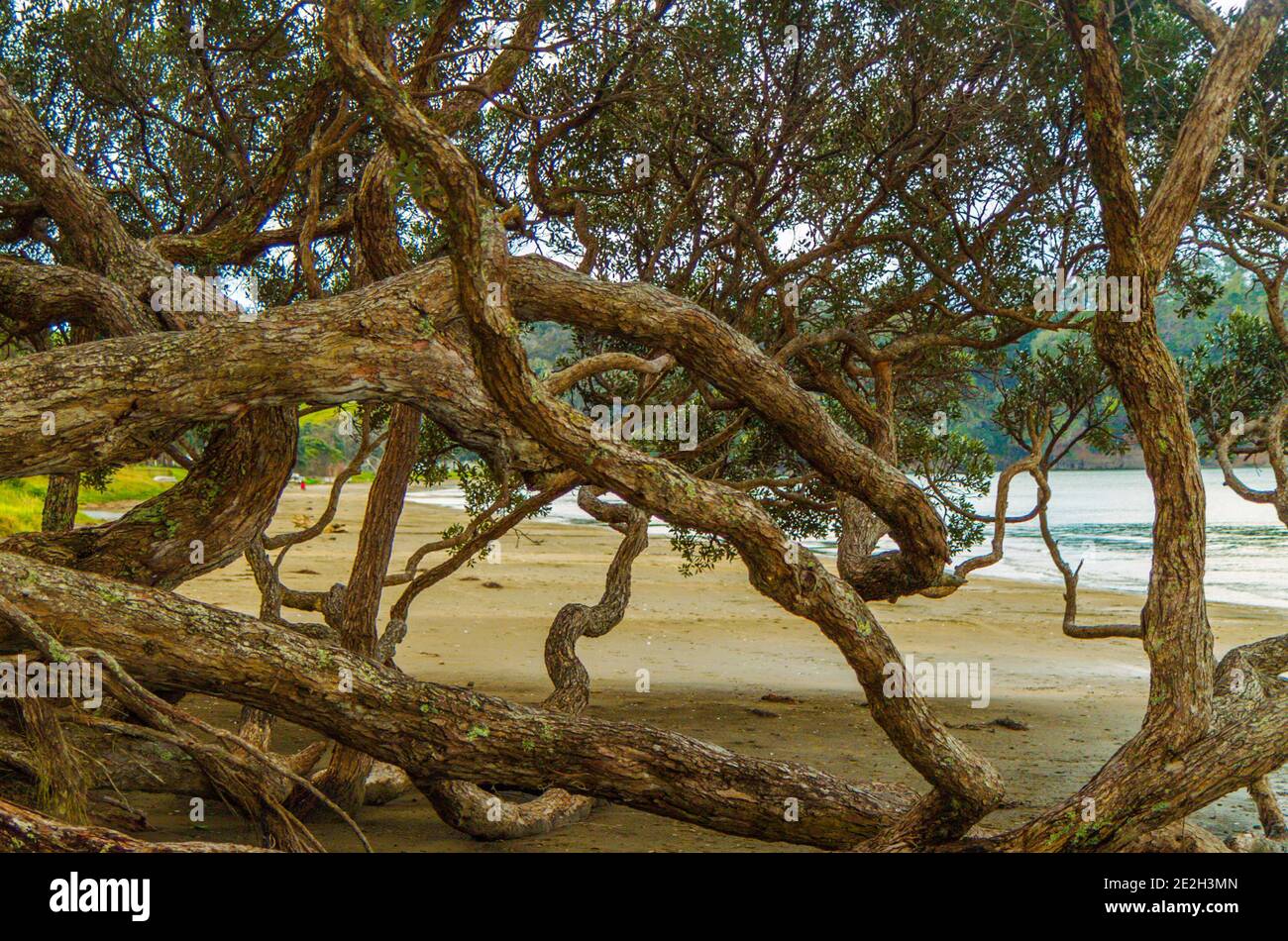 Old gnarled and twisted tree on a beach north of Auckland Stock Photo ...