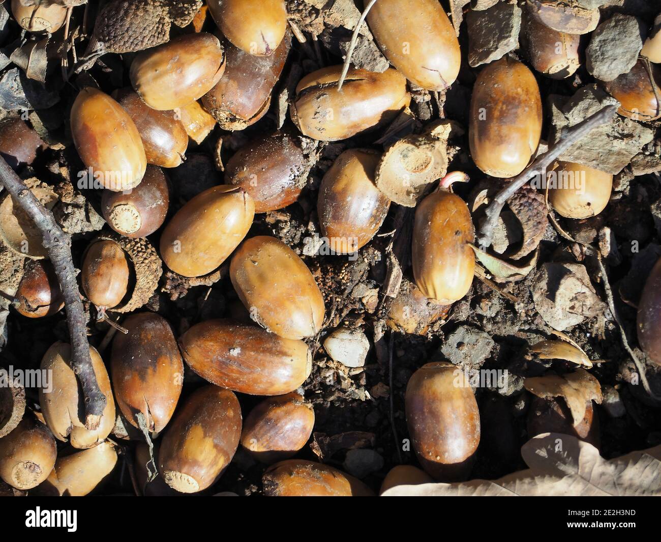 Top view of dried acorns on the ground Stock Photo - Alamy