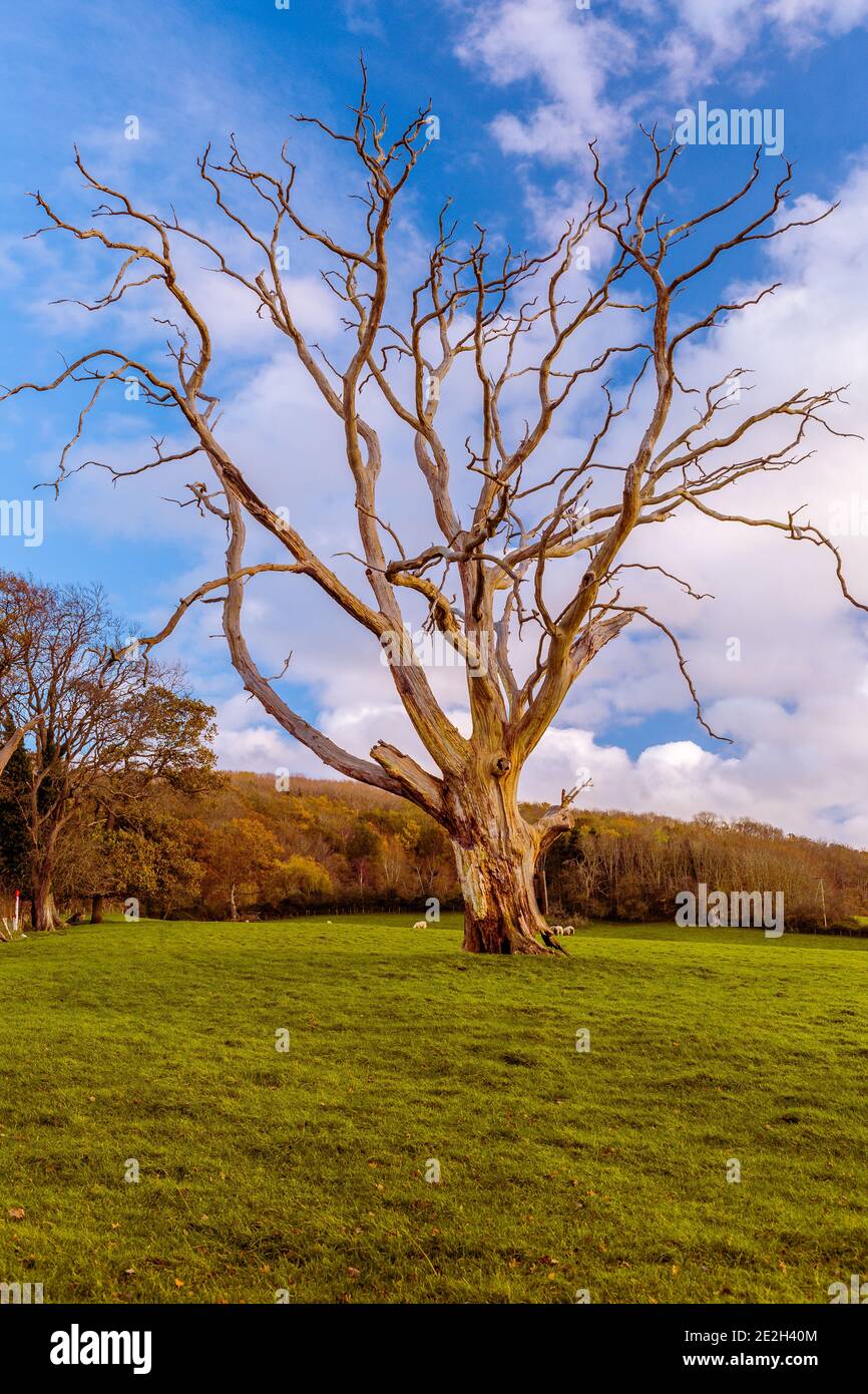 Lifeless grass hi-res stock photography and images - Alamy
